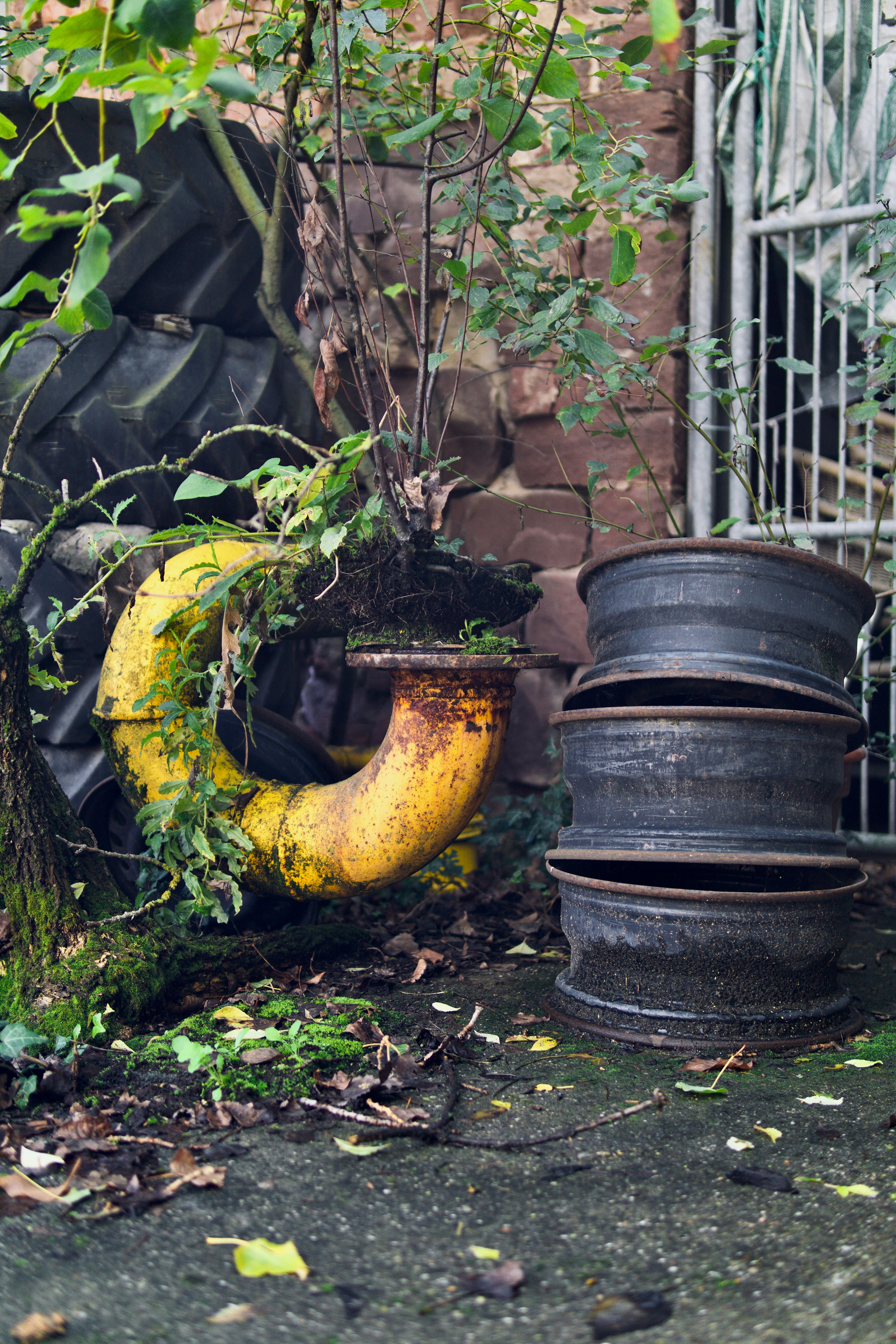 Verdant Reclamation: A Yellow Curved Planter Nestled Among Ivy and Stacked Containers