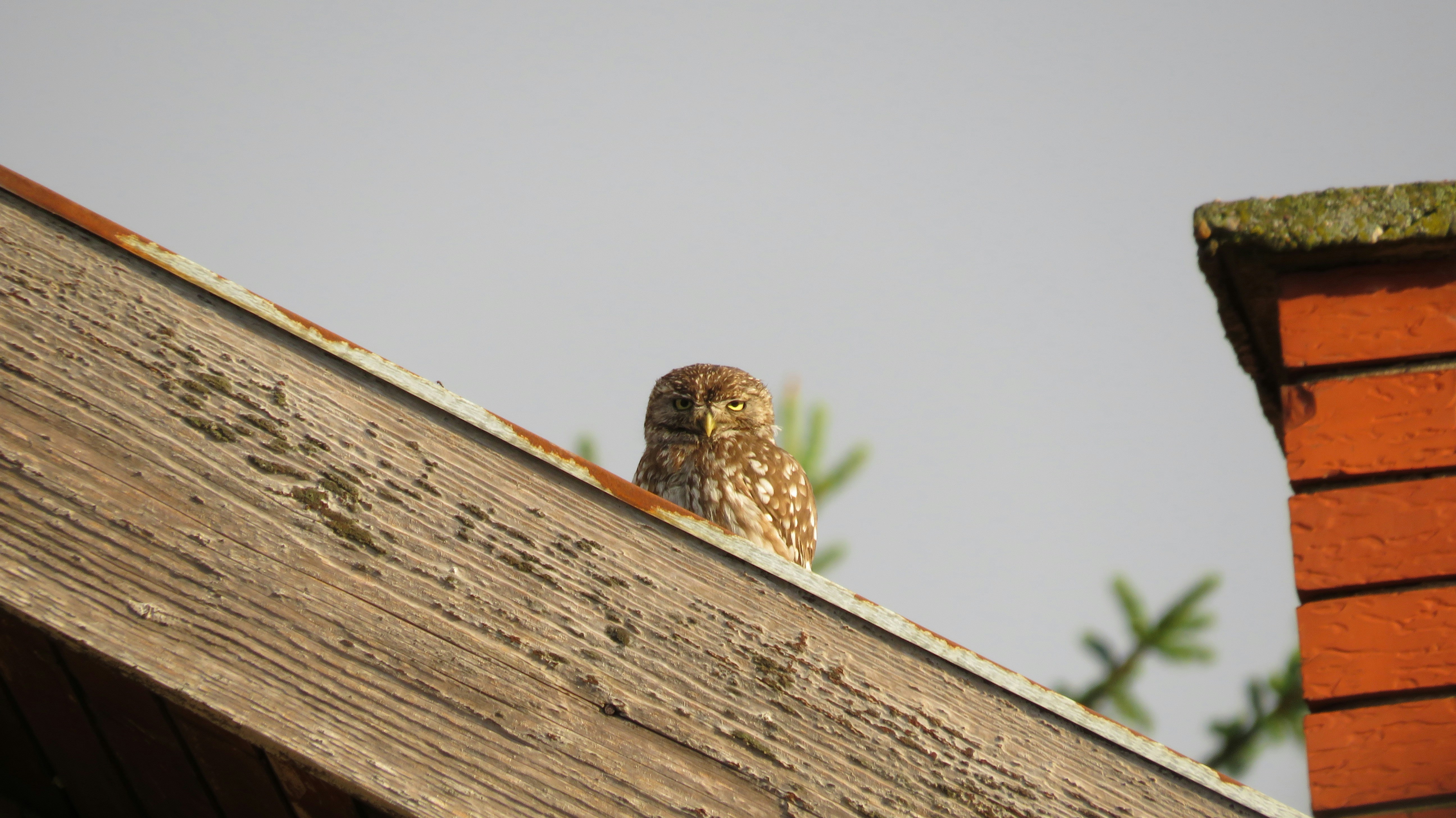 an owl on a roof