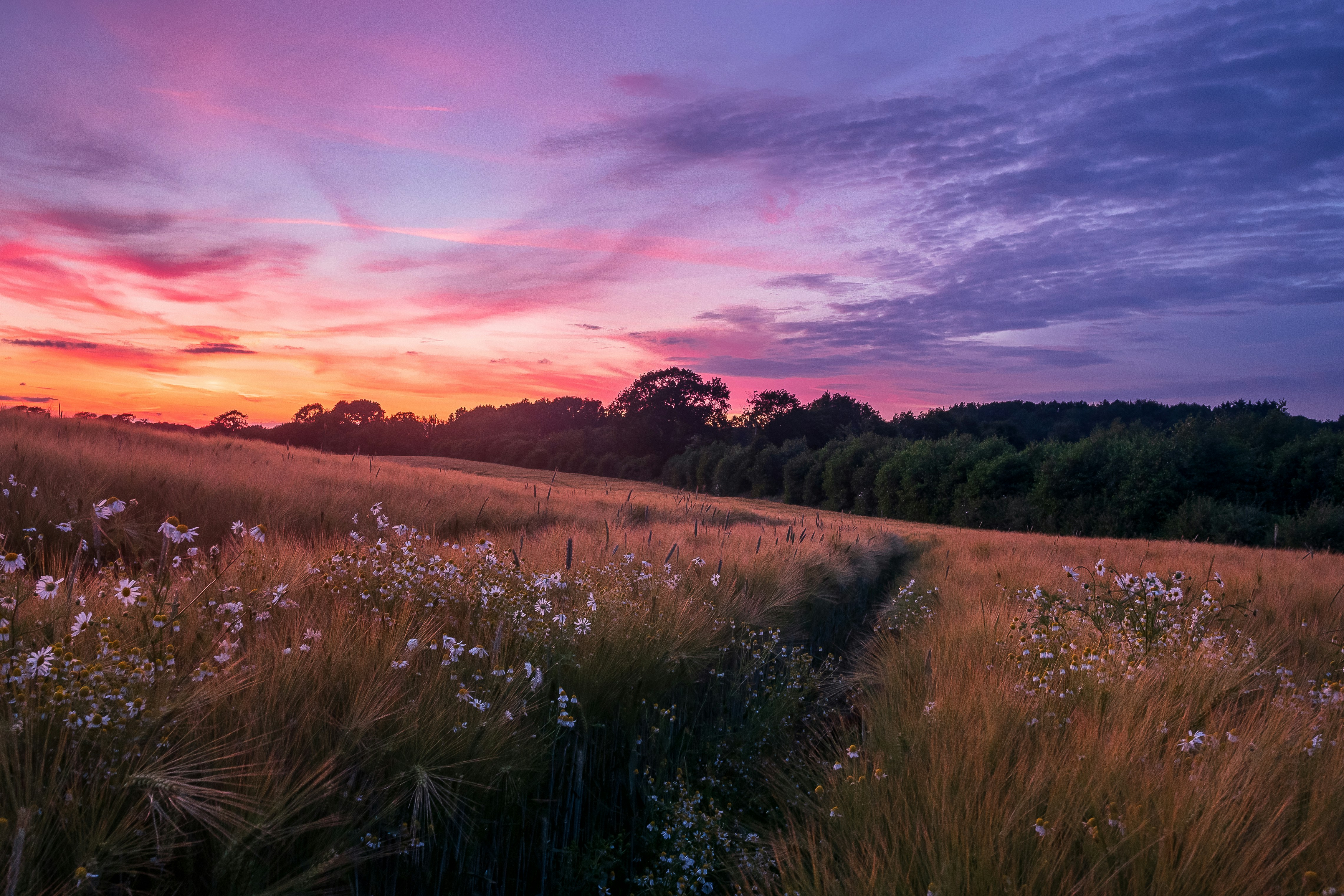 Coral Skies Over a Meadow: A Winding Path Toward the Velvet Horizon