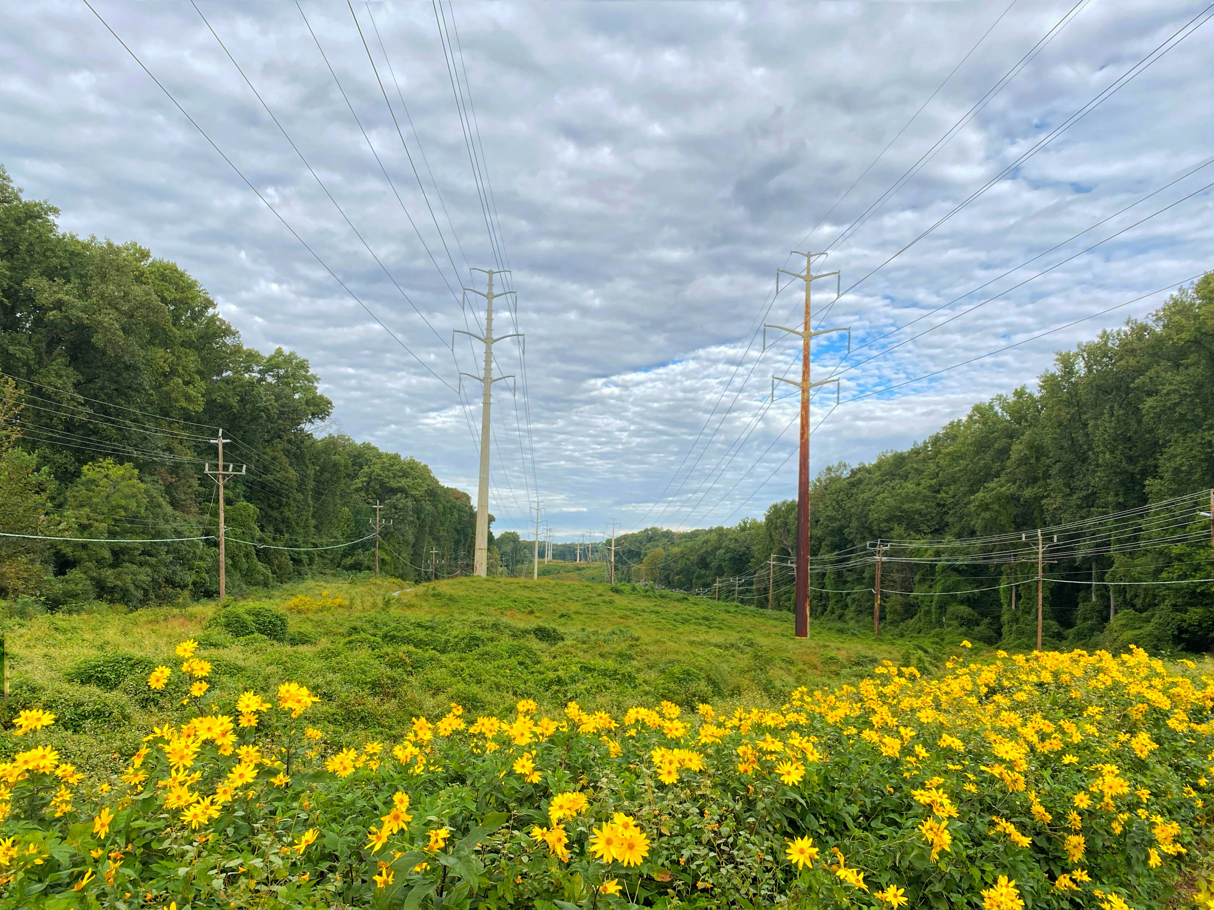 Transmission lines stretch over a field of yellow wildflowers with a backdrop of cloudy skies and lush greenery.