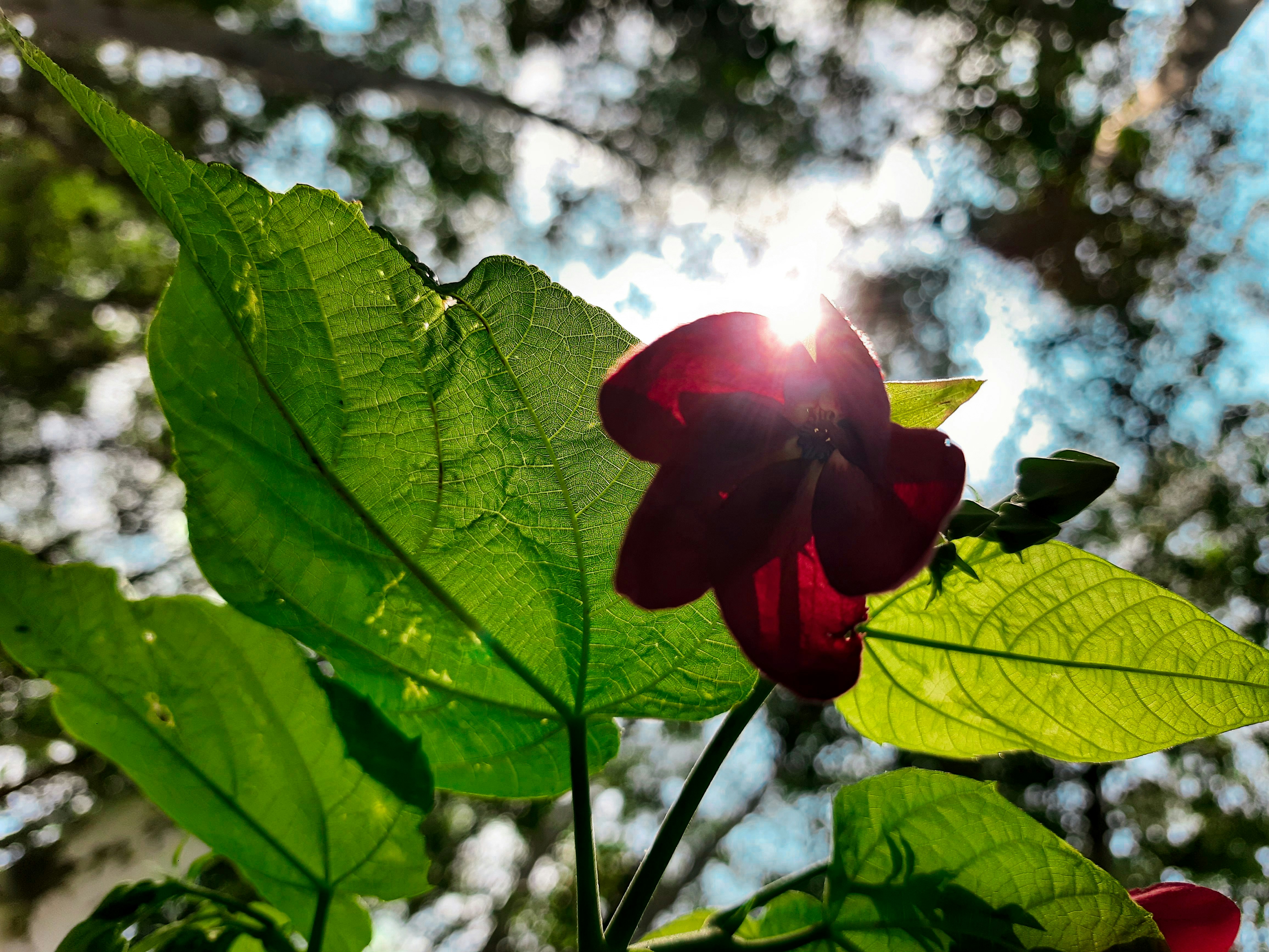 Une fleur rouge sur une plante photo – Photo Éclater Gratuite sur Unsplash
