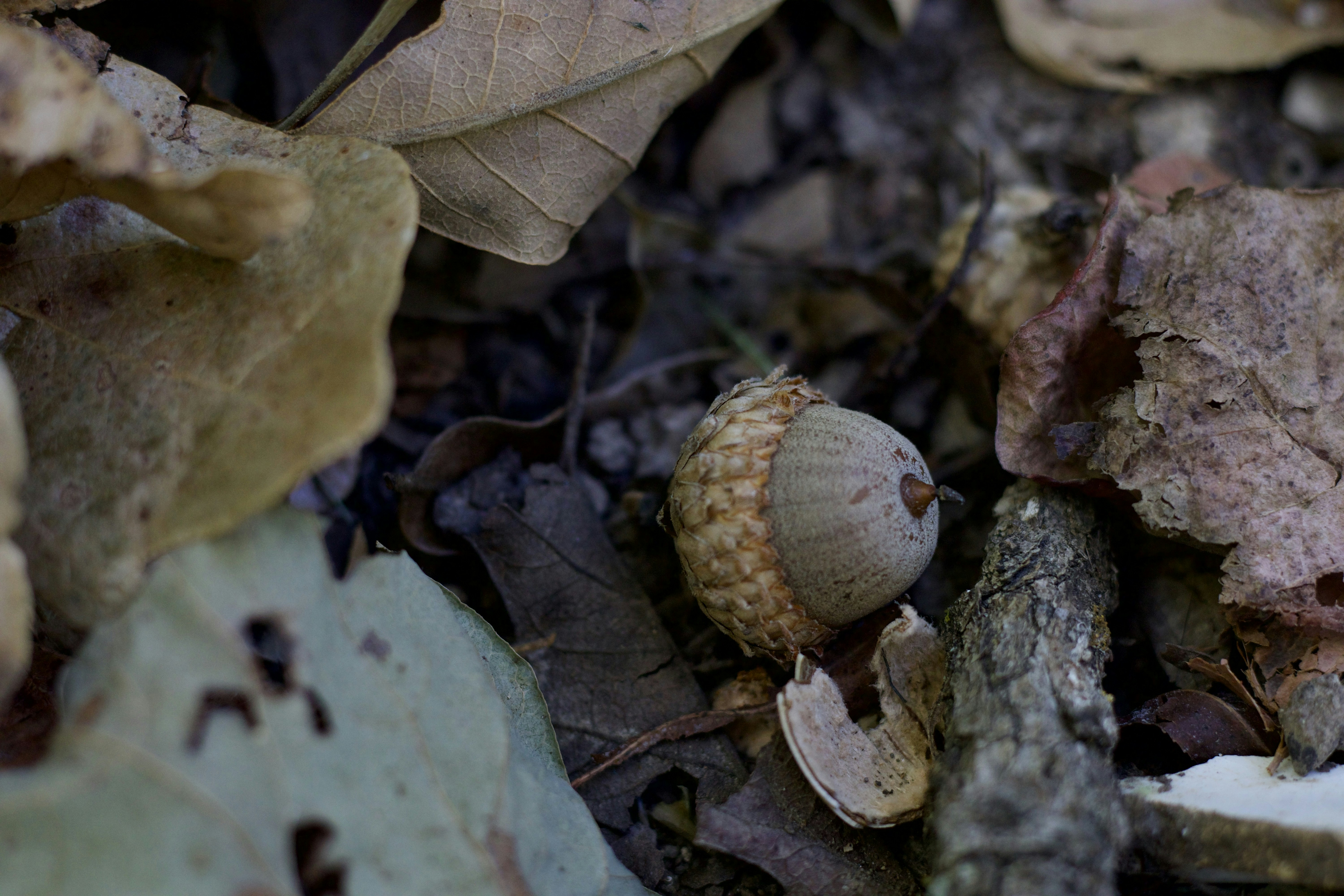 Harvested Capsule: A lone acorn among forest litter