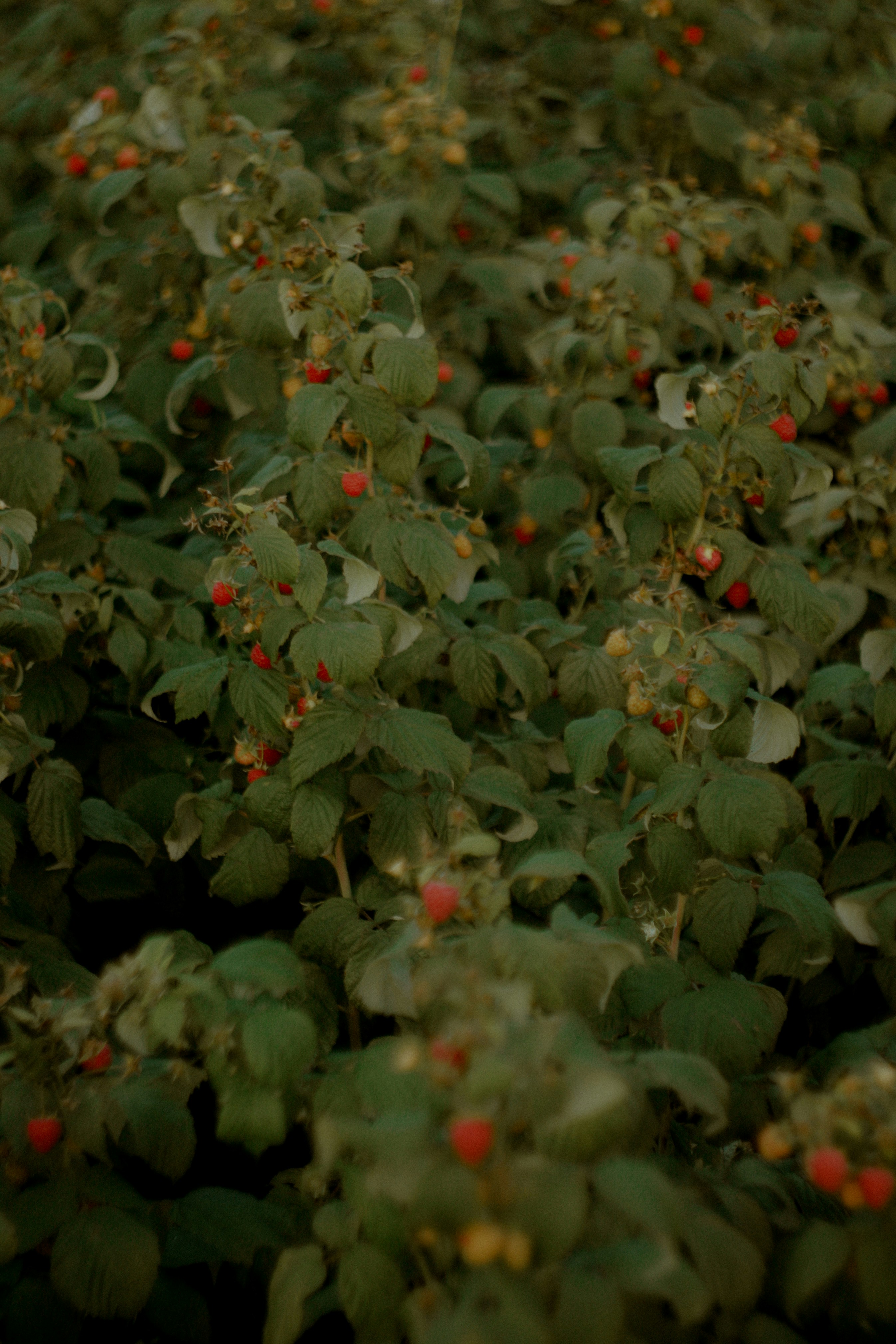 Red Orbs in a Shadowed Hedge