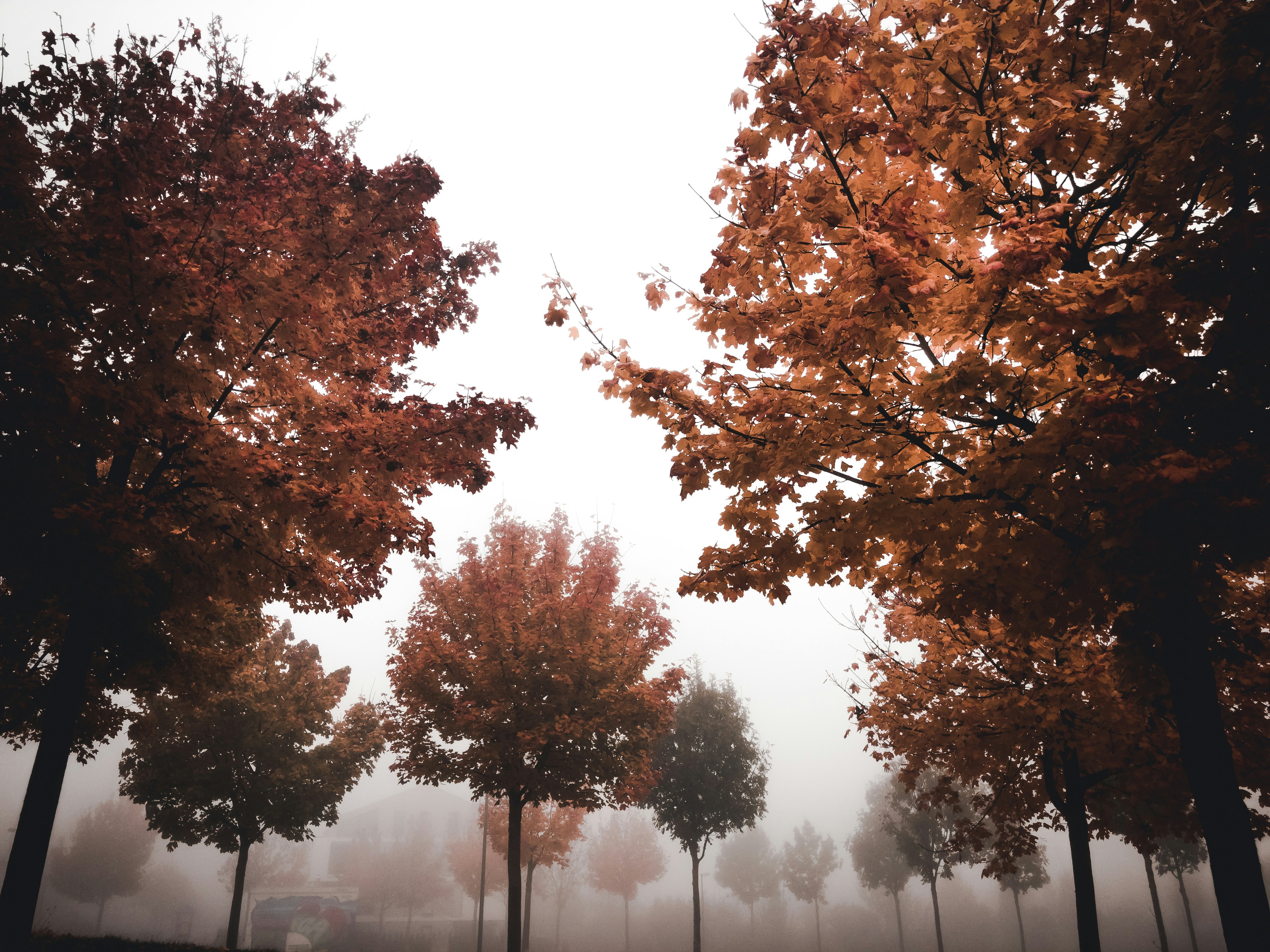 Free Maple leaf Image on Unsplash