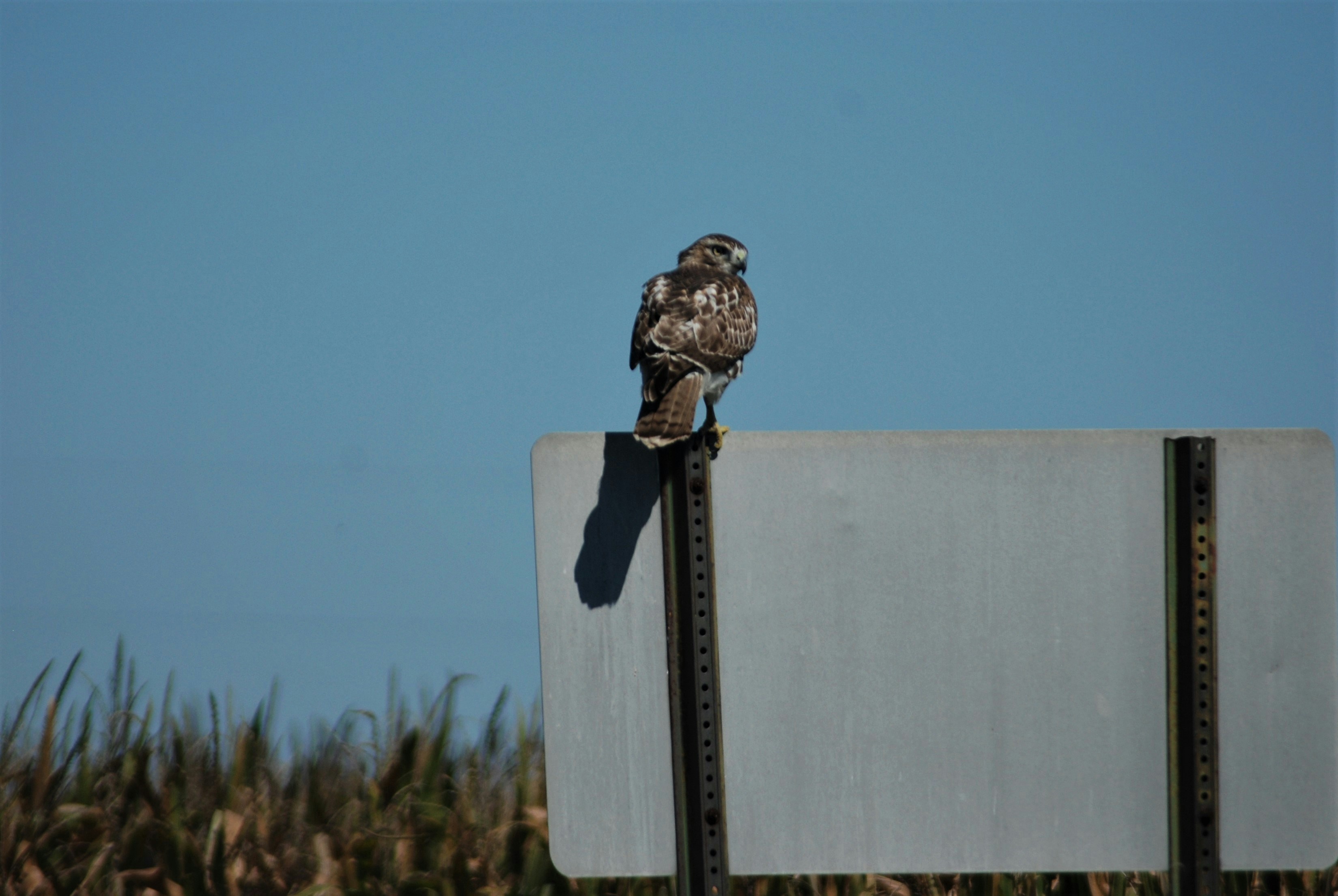 Raptor on a Weathered Road Sign Beneath a Clear Blue Sky