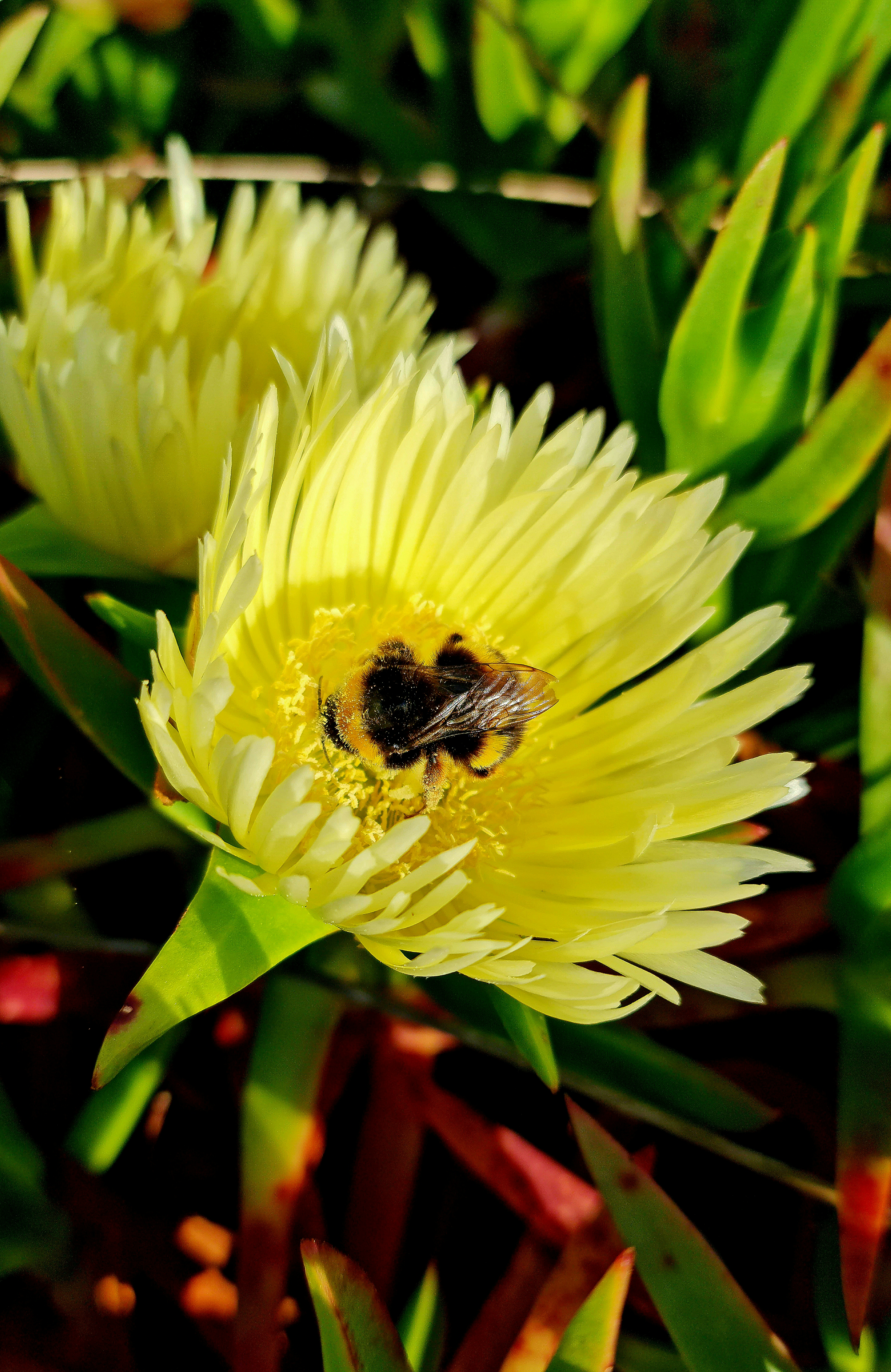 Beeline to the Center: Bee on a Pale Yellow Bloom
