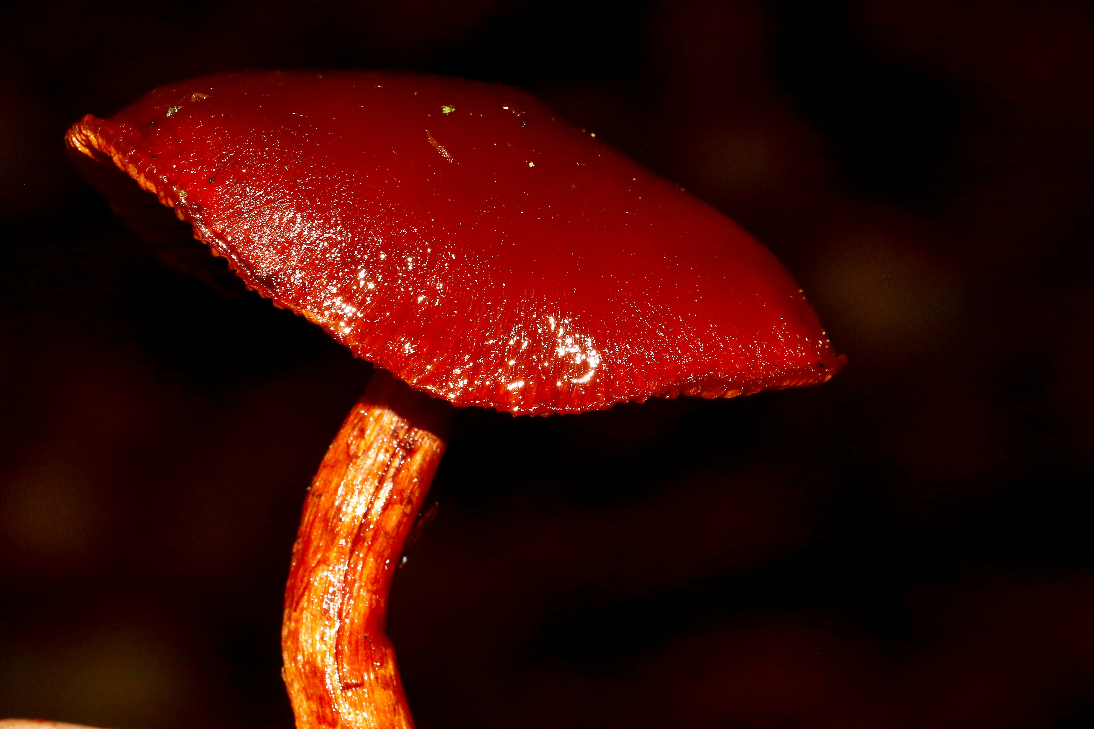 Crimson Cap in Focus: Dew-Laced Macro Portrait