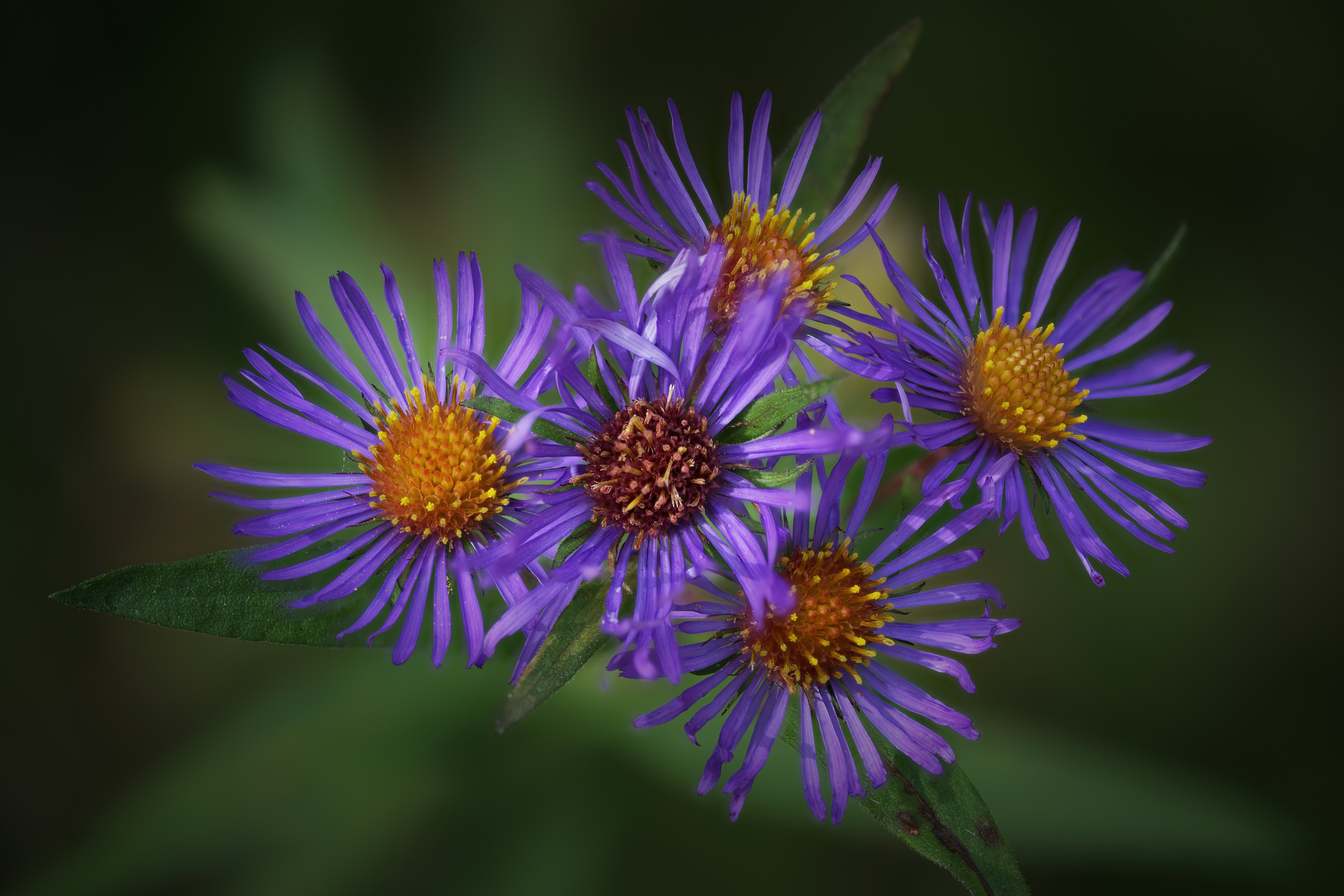 Wild Flowers | 24 best free flower, plant, blossom and qc photos on ...