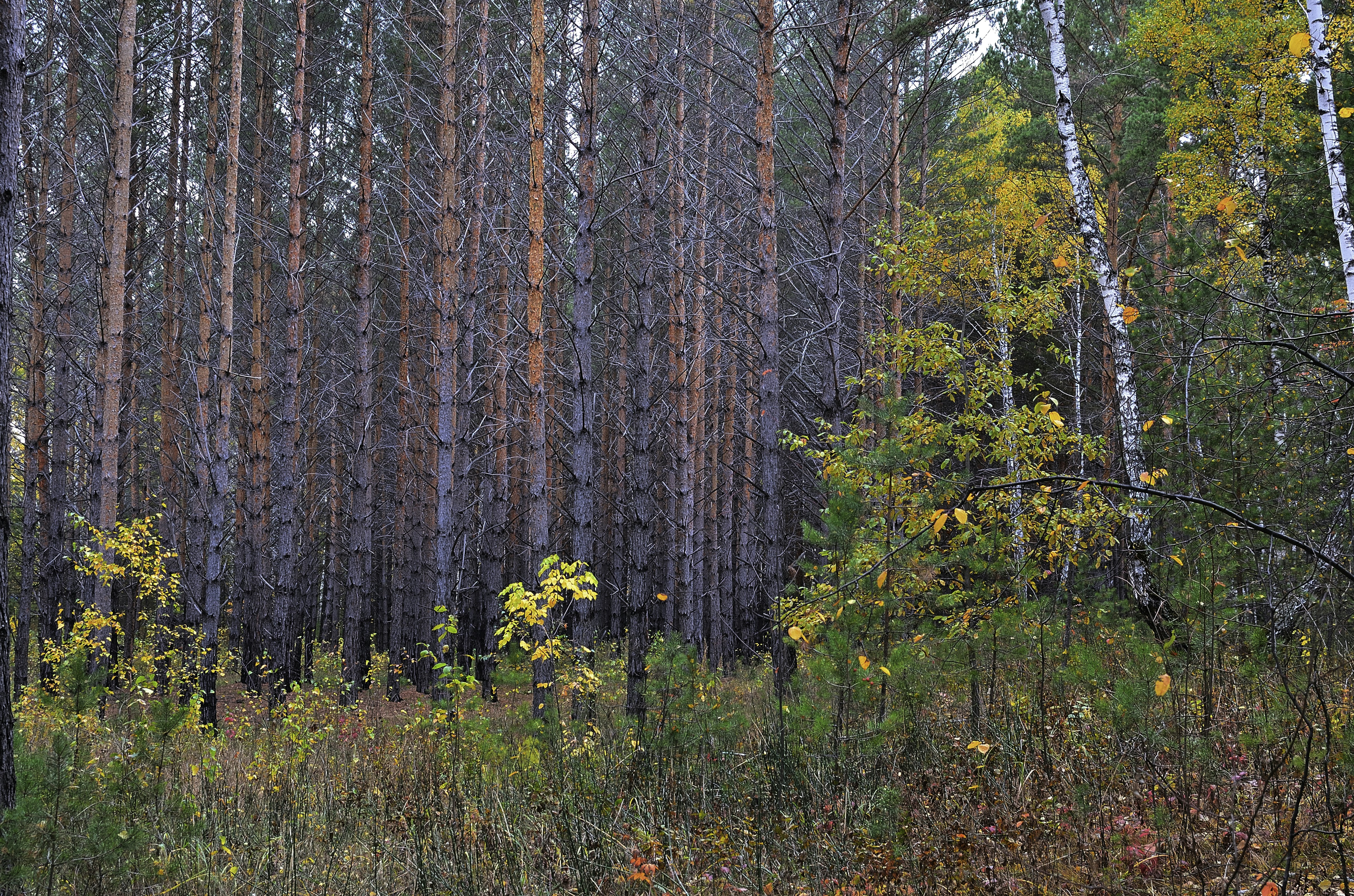 Amber undergrowth before a wall of pines