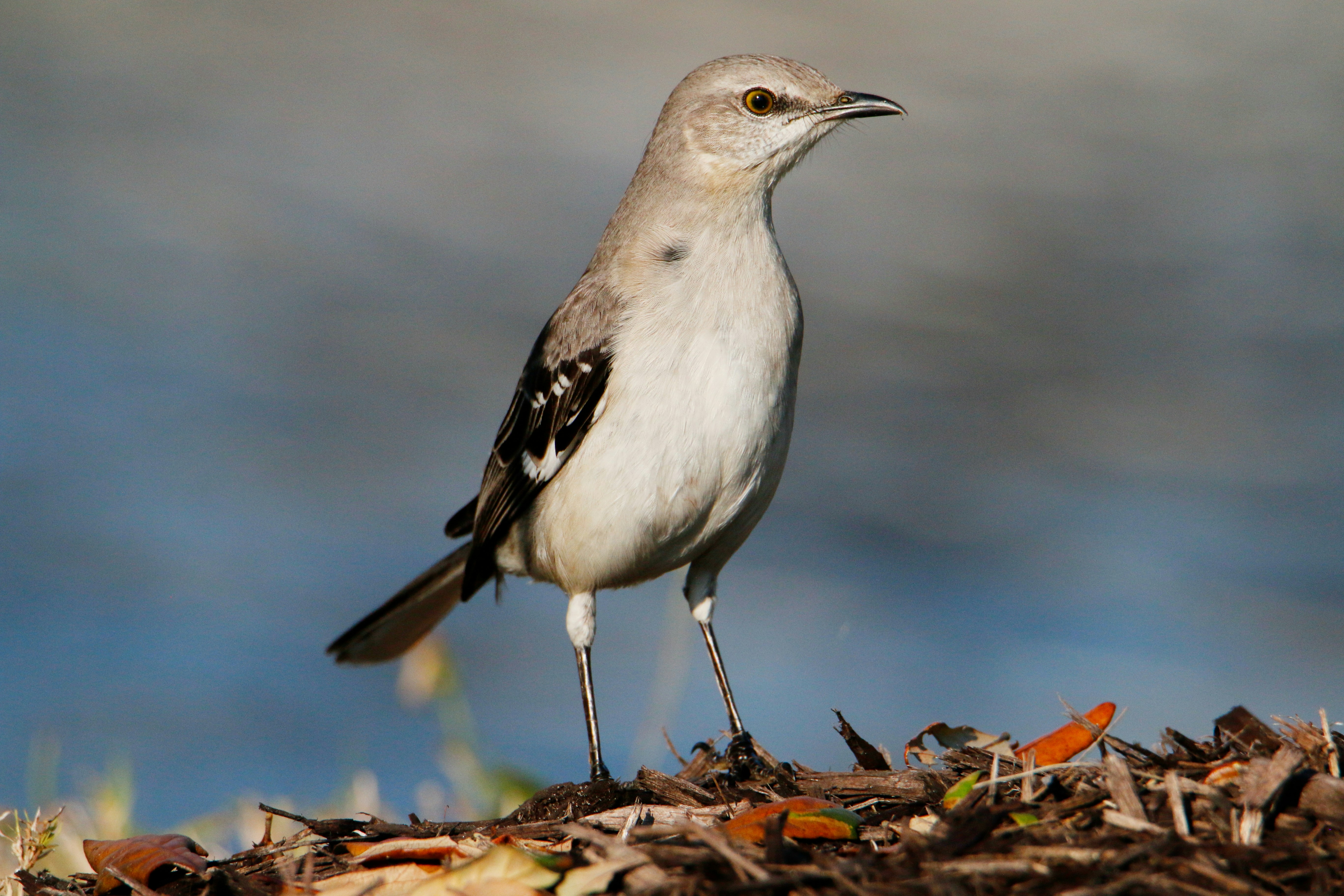 A bird standing on the ground photo – Free Palma sola Image on Unsplash