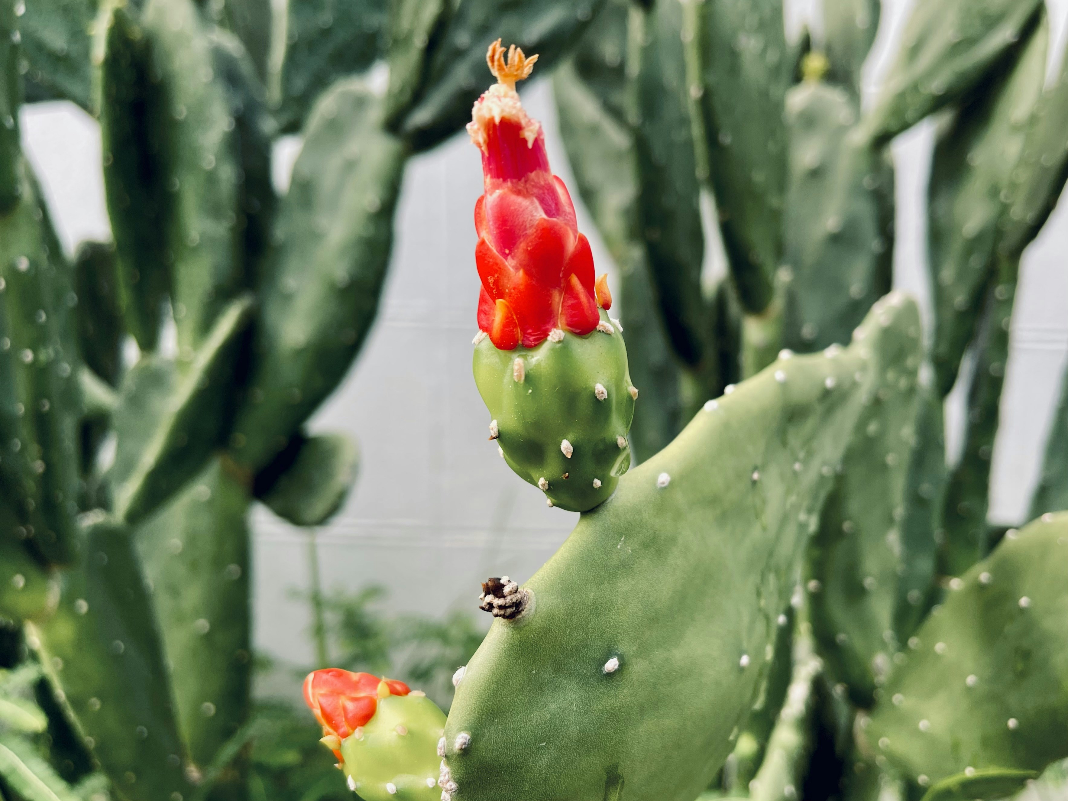 Flaming Cactus Bloom: A Scarlet Tip Rise Among Green Thorns