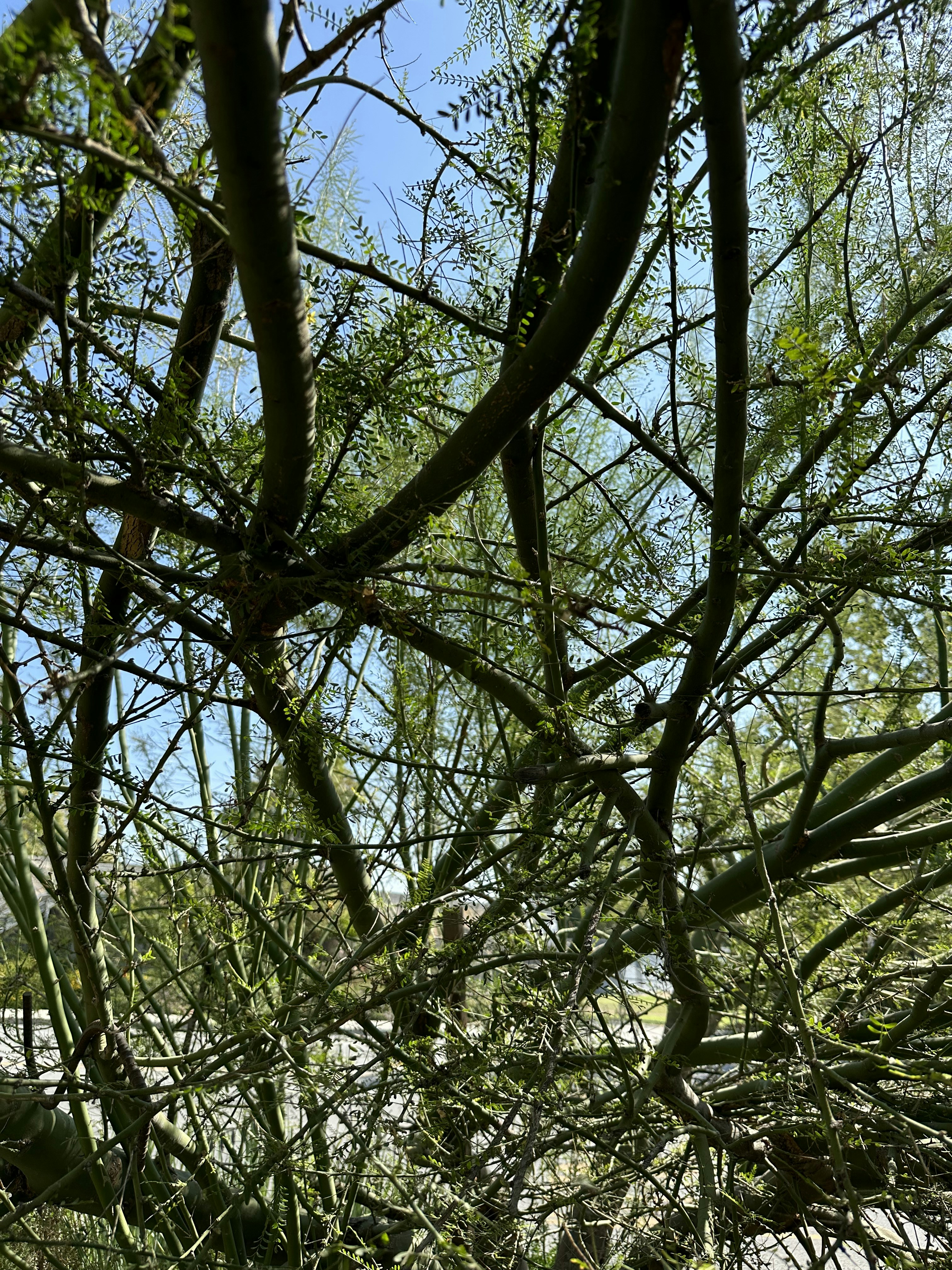 Crisscross Canopy: Sunlit Arboreal Lattice Under a Clear Sky