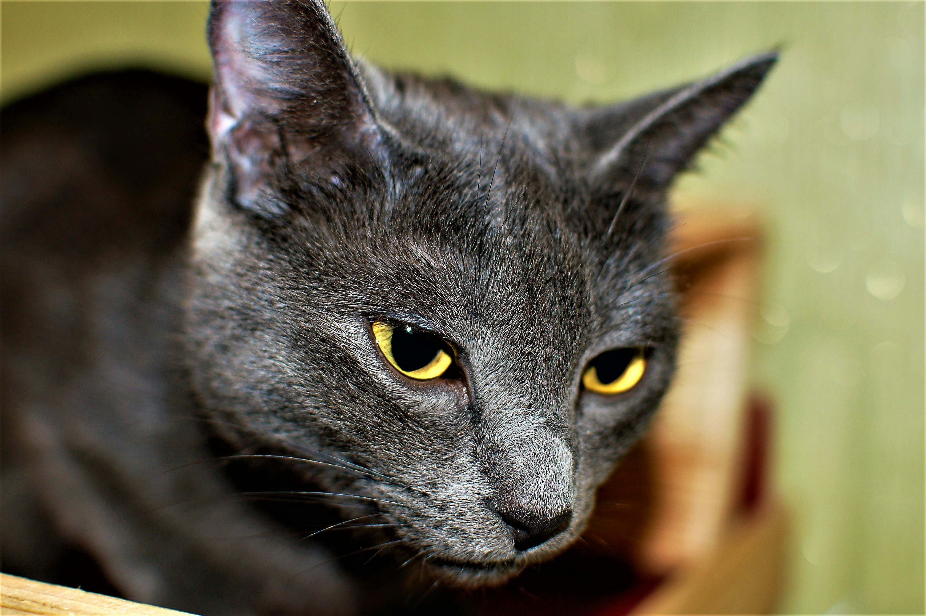 Photo by Oleksandr Brovko with Nikon D50