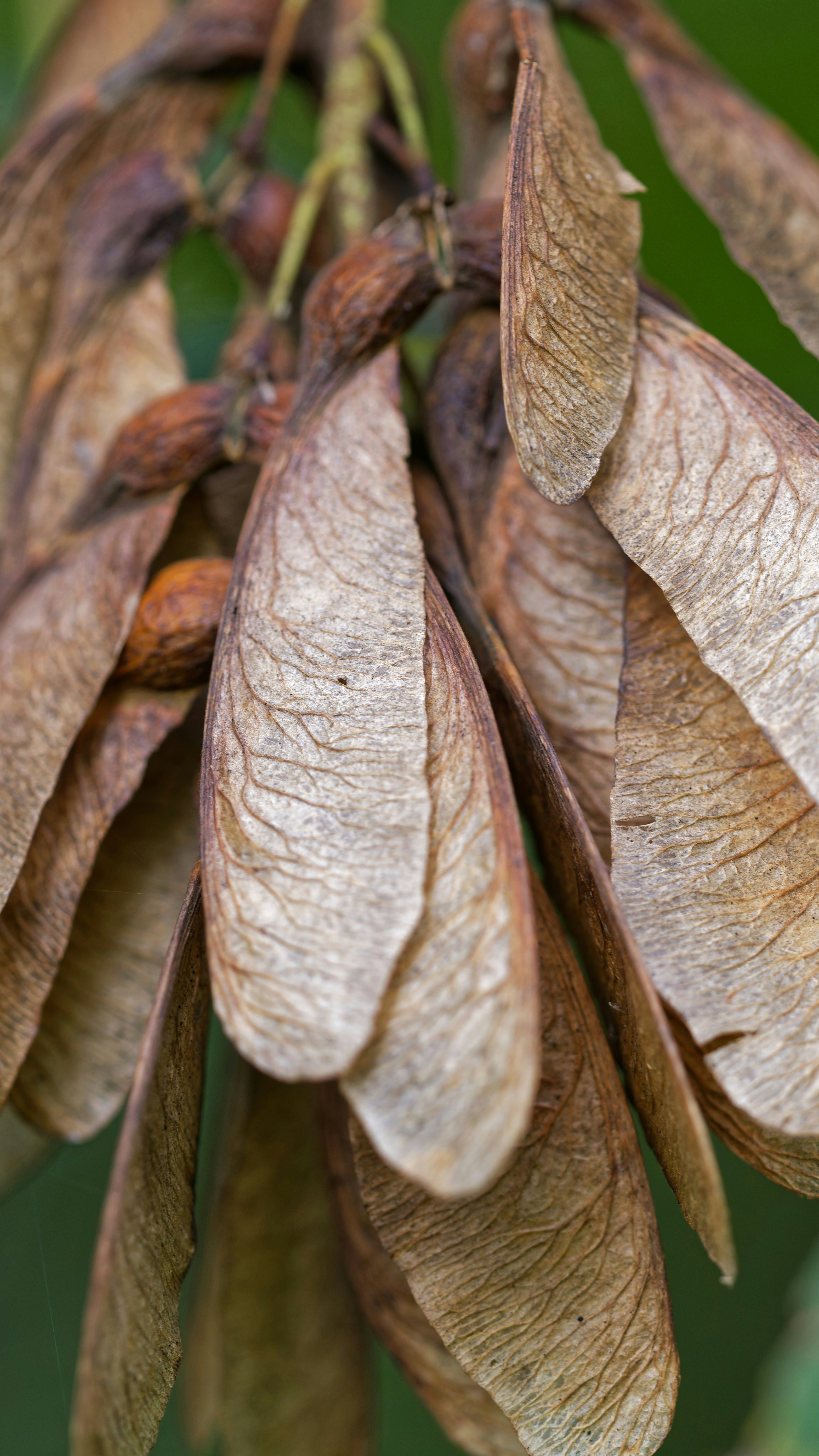 Veined Amber: macro study of dried leaflets with curling edges