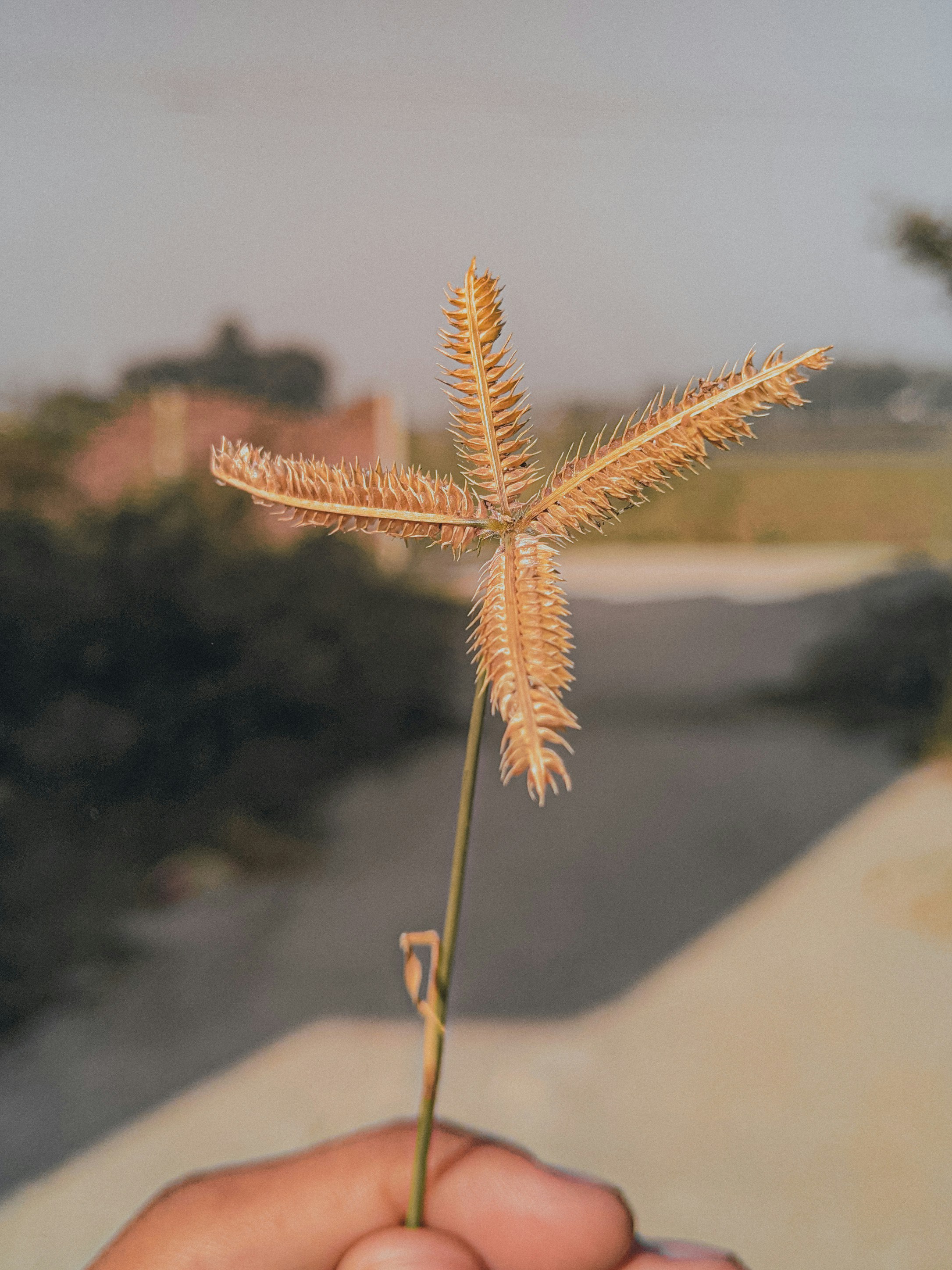 Desert Torch: A Dried Grass Star Raised Against the Path