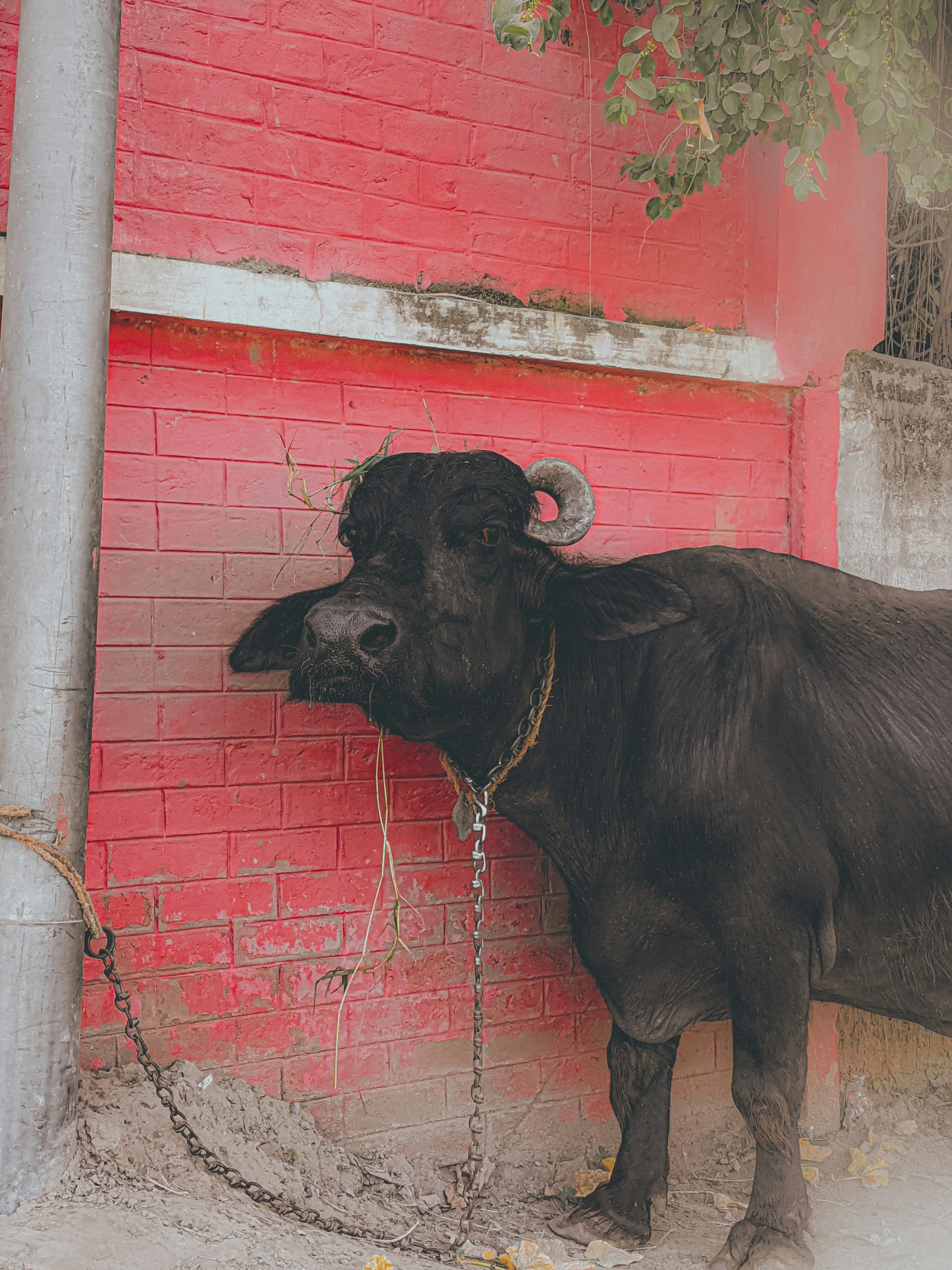 Red Brick Grounded: A Black Bull Against a Coral Wall