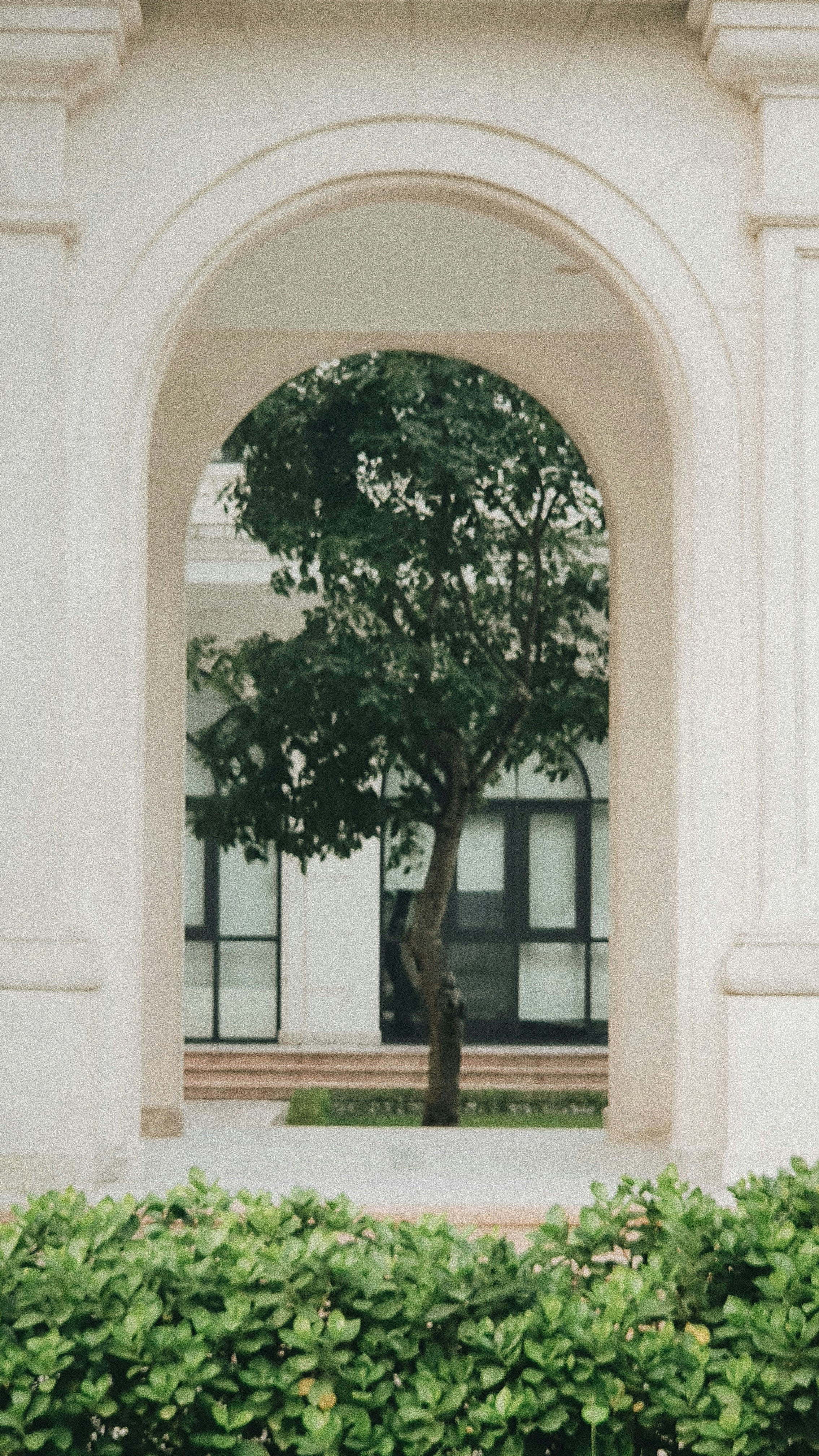 Archway Gaze: A Tree Framed in Quiet Courtyard Light