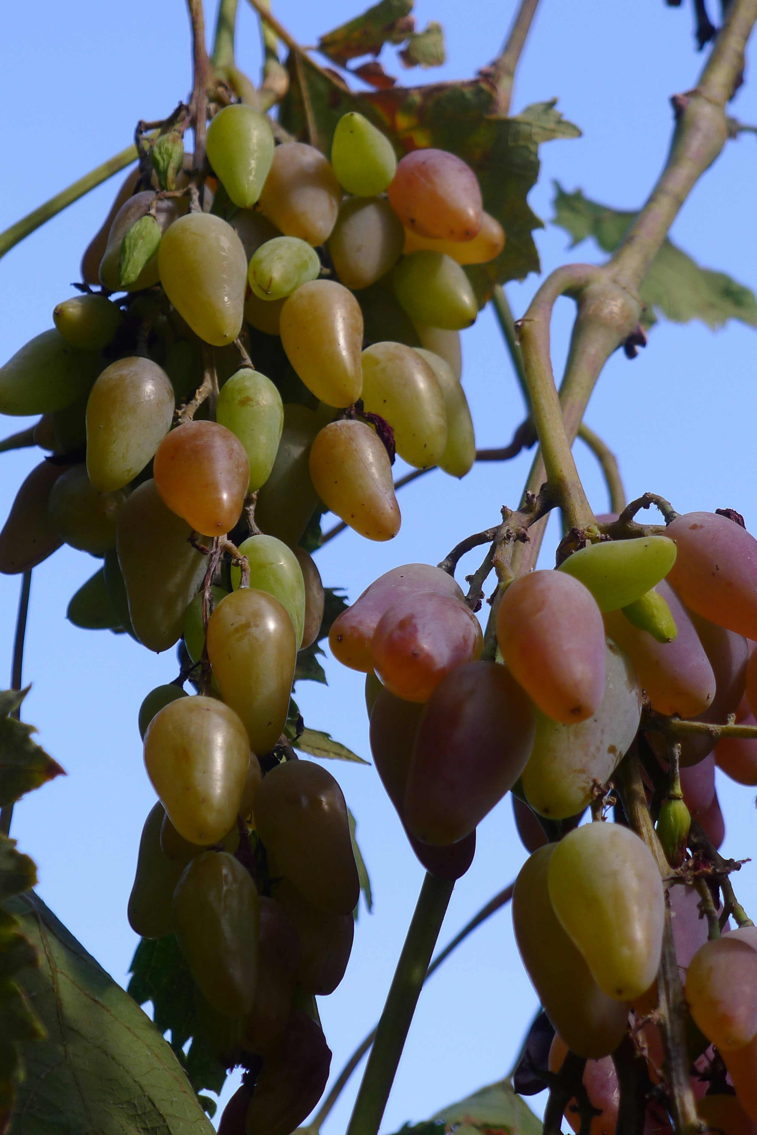 Foto Un árbol con frutos – Imagen Kaĥeti gratis en Unsplash