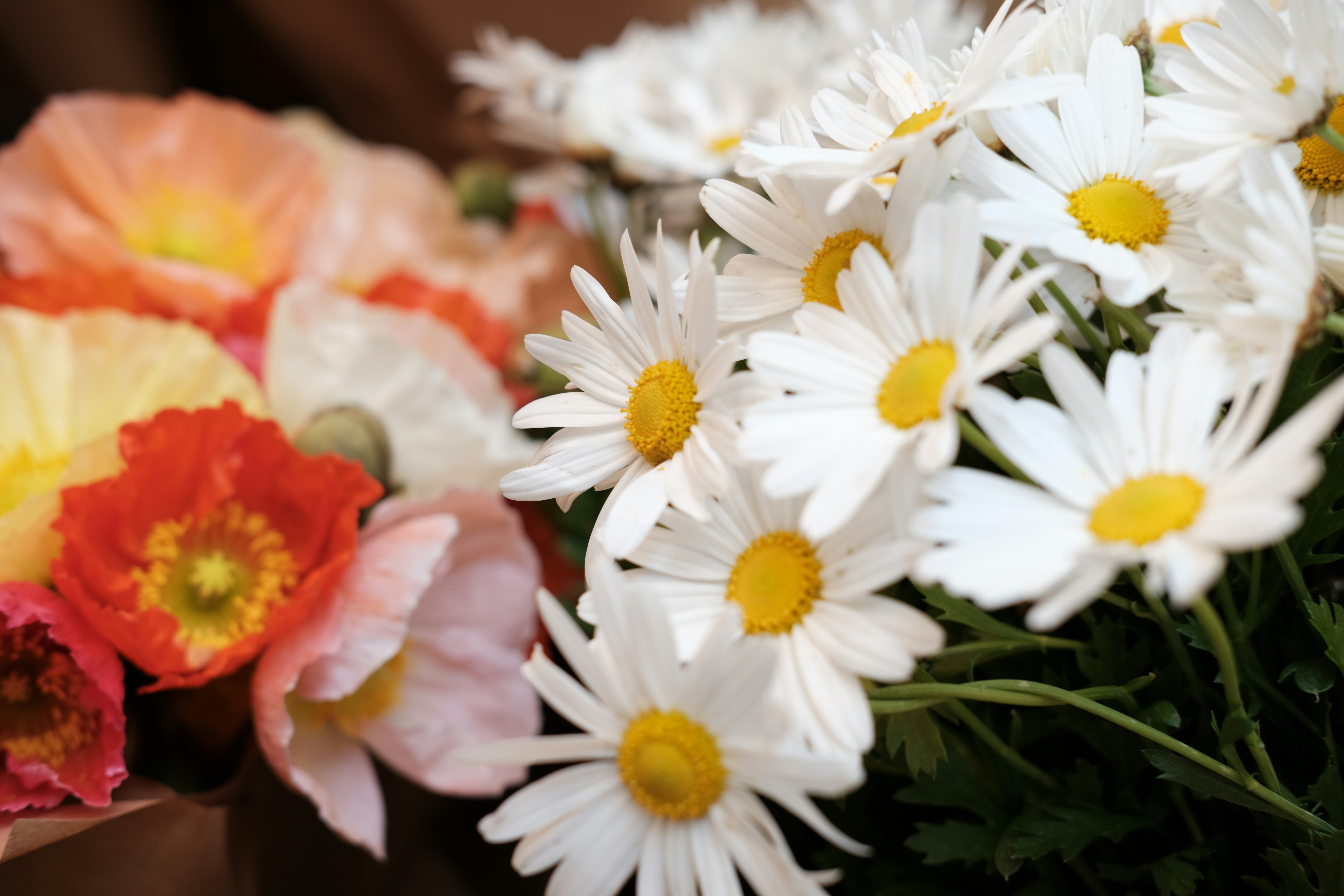 A group of flowers photo – Free Image on Unsplash