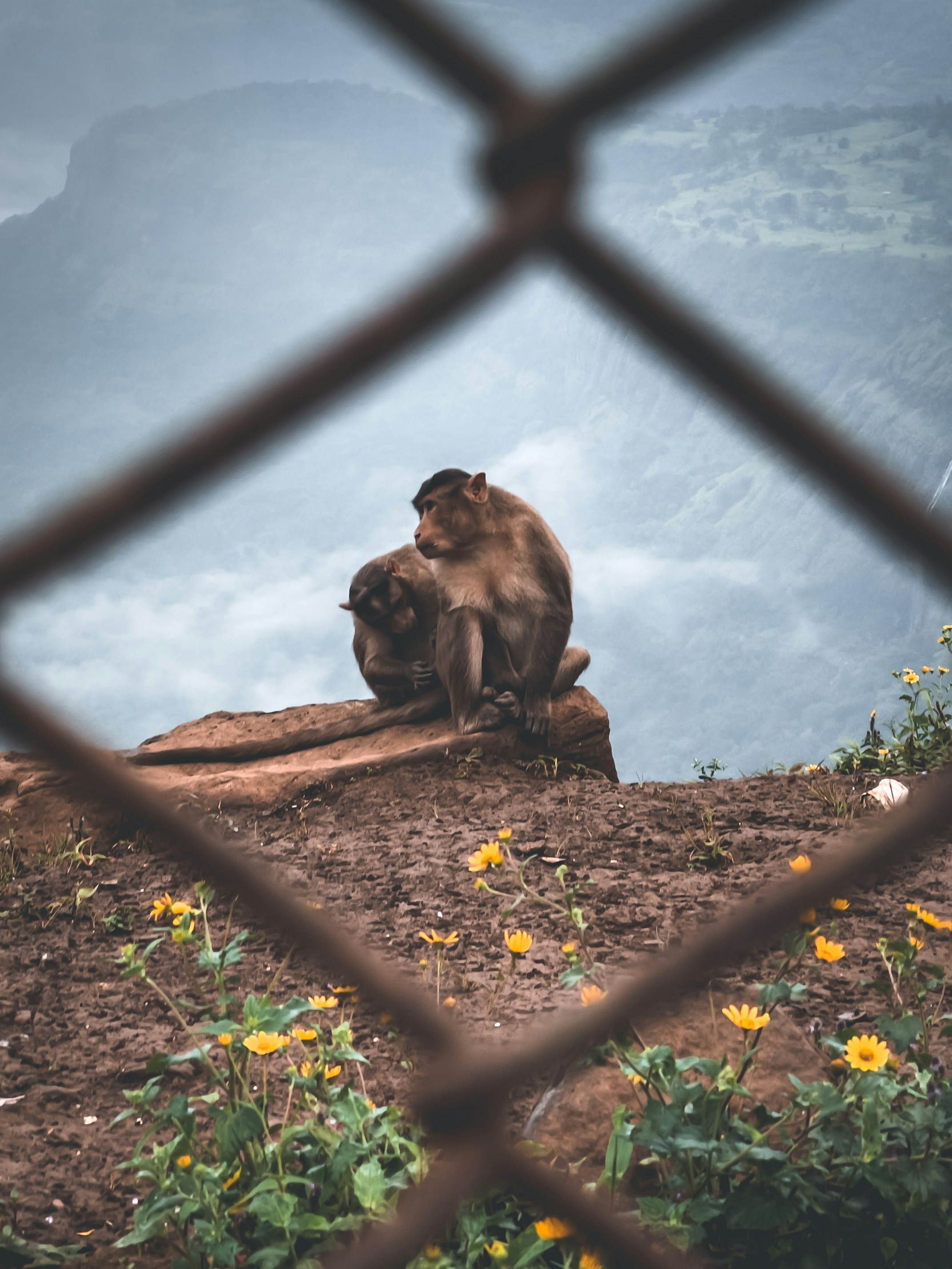 Ridgewatch: Monkeys Framed by a Weathered Fence