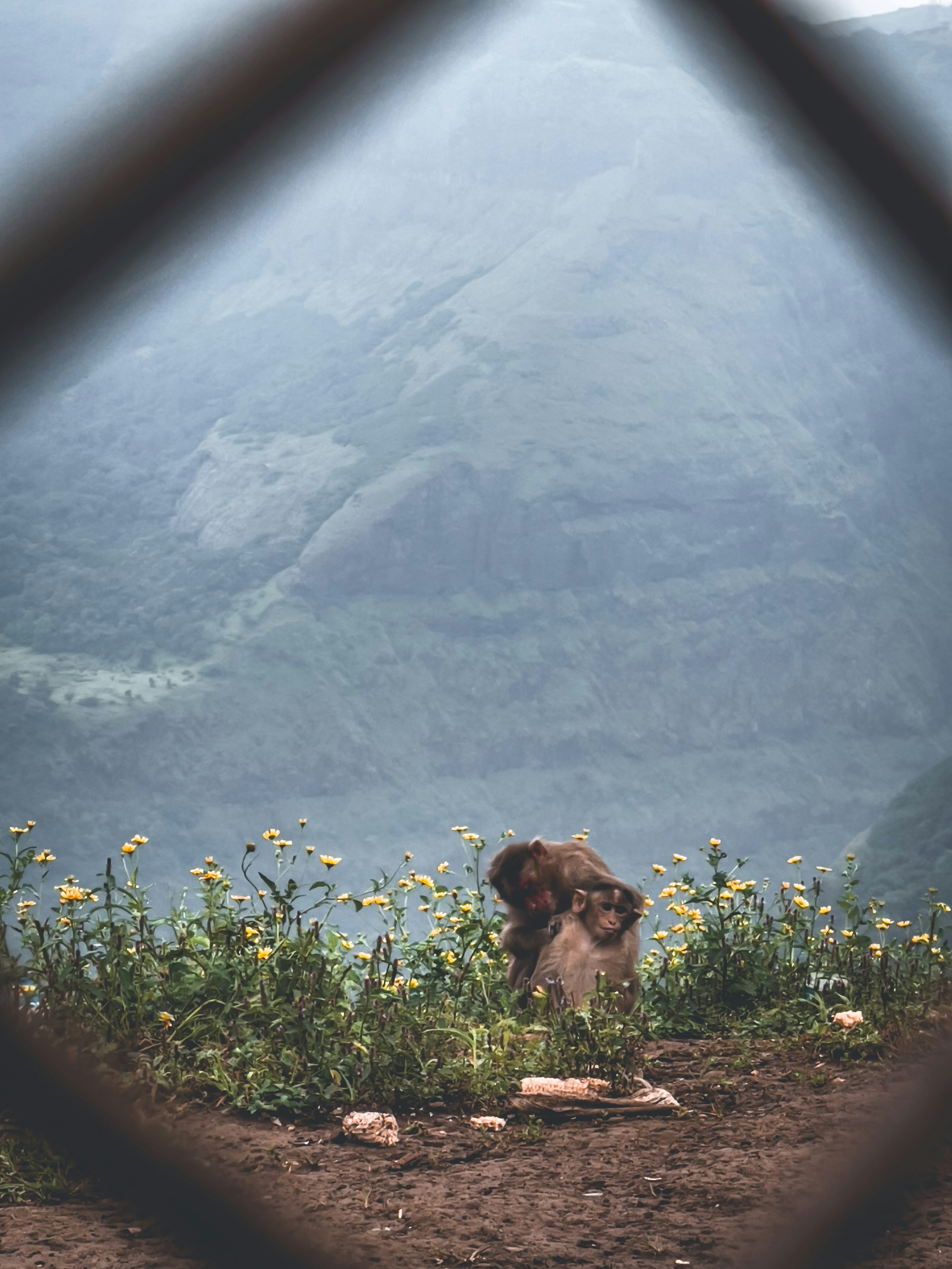 Ring-Framed Monkeys at the Edge of a Yellow Wildflower Field Against a Misty Mountain Backdrop