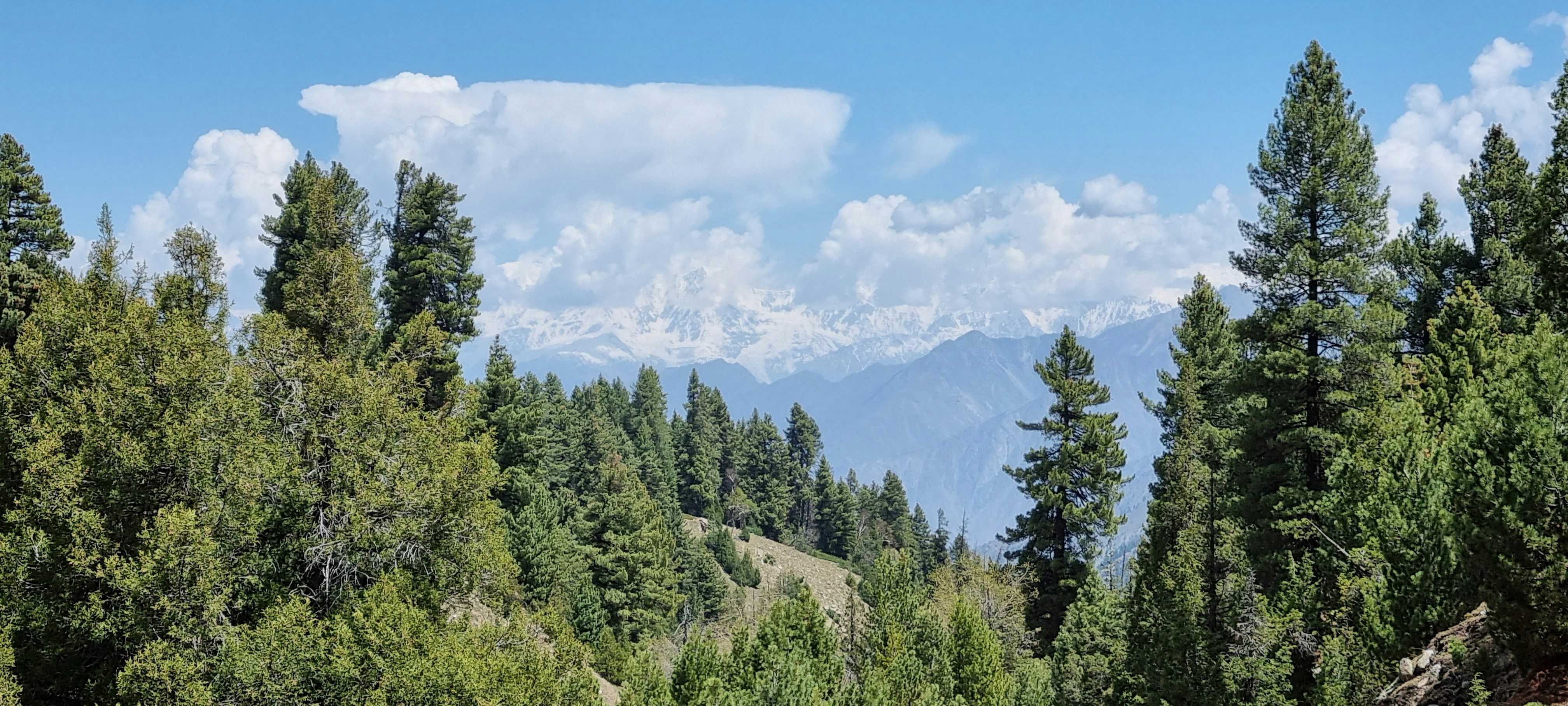 A forest of trees photo – Free Gilgit baltistan pakistan Image on Unsplash