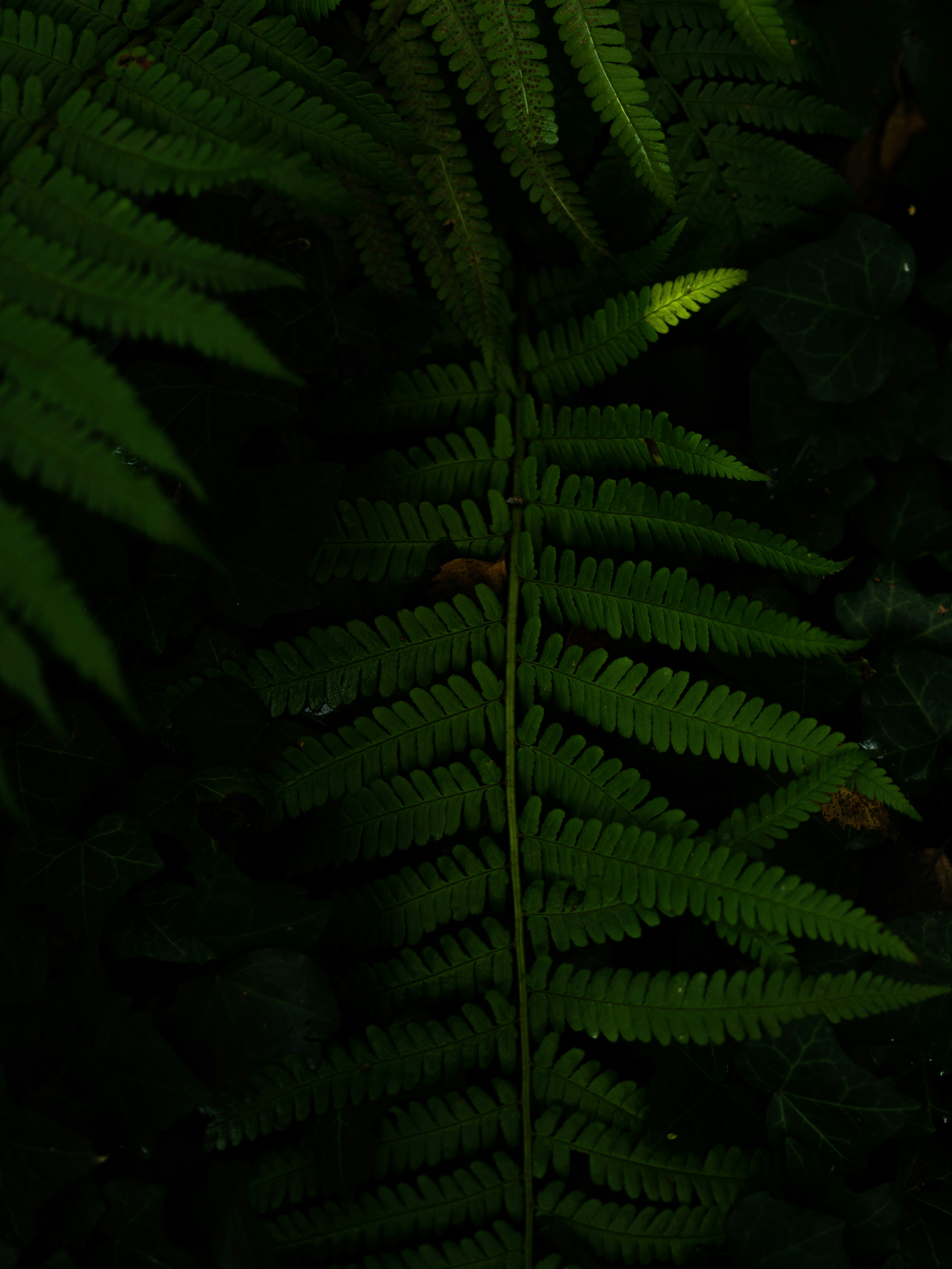 Plants Nature Pictures | Download Free Images on Unsplash