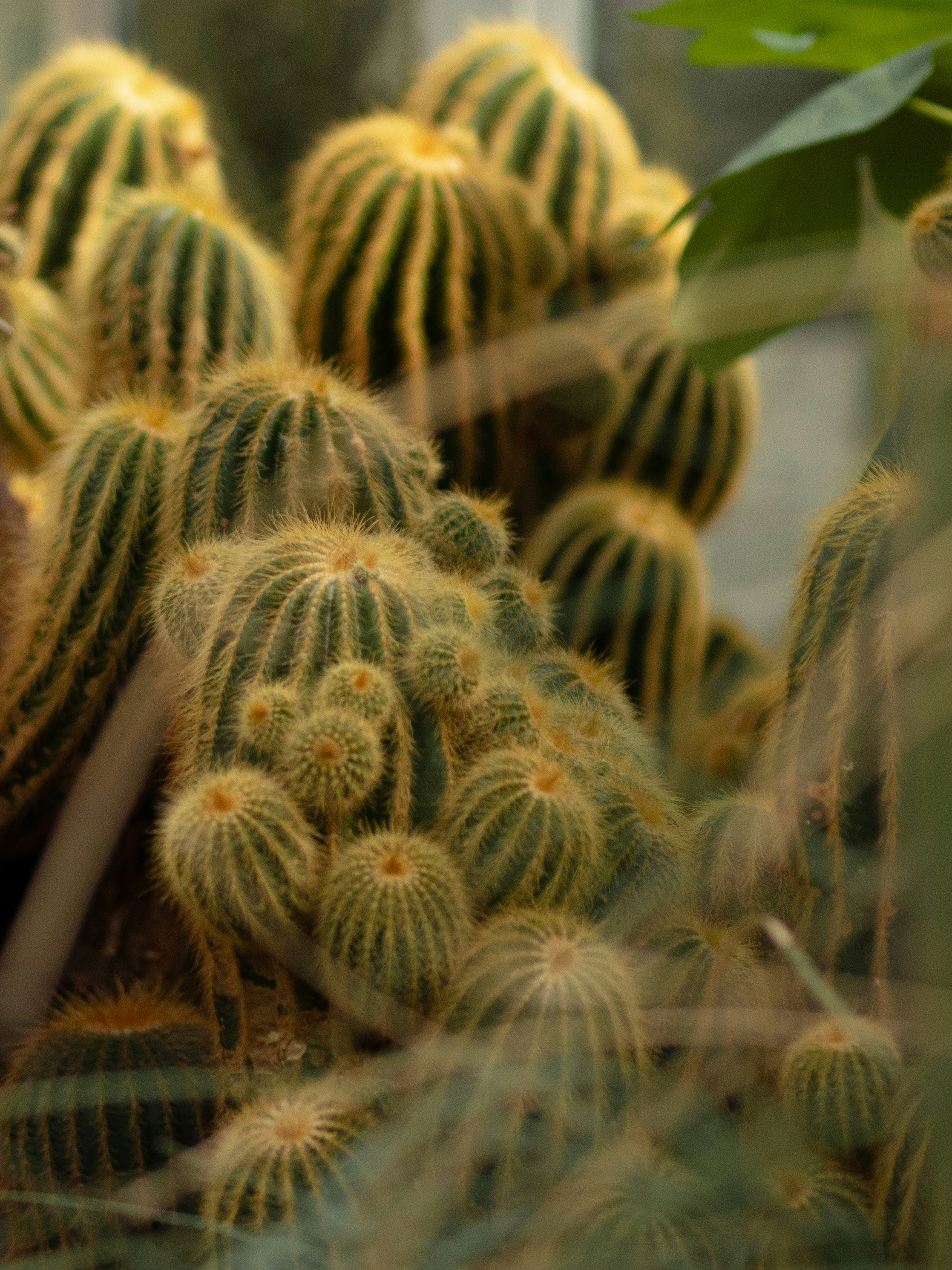 a close up of a cactus