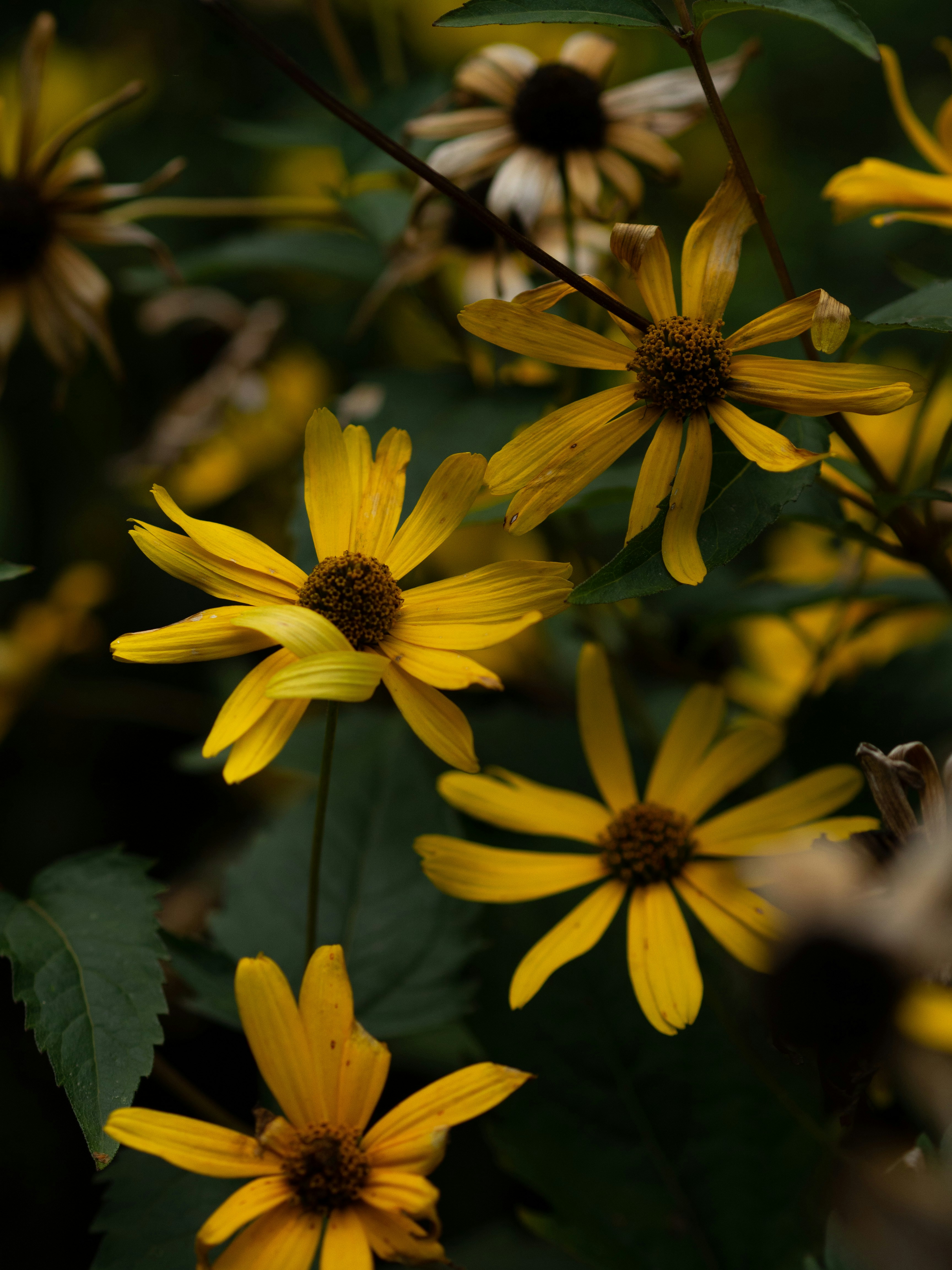 Amber Daisies in a Shadowed Garden: Close-Up of Color and Depth