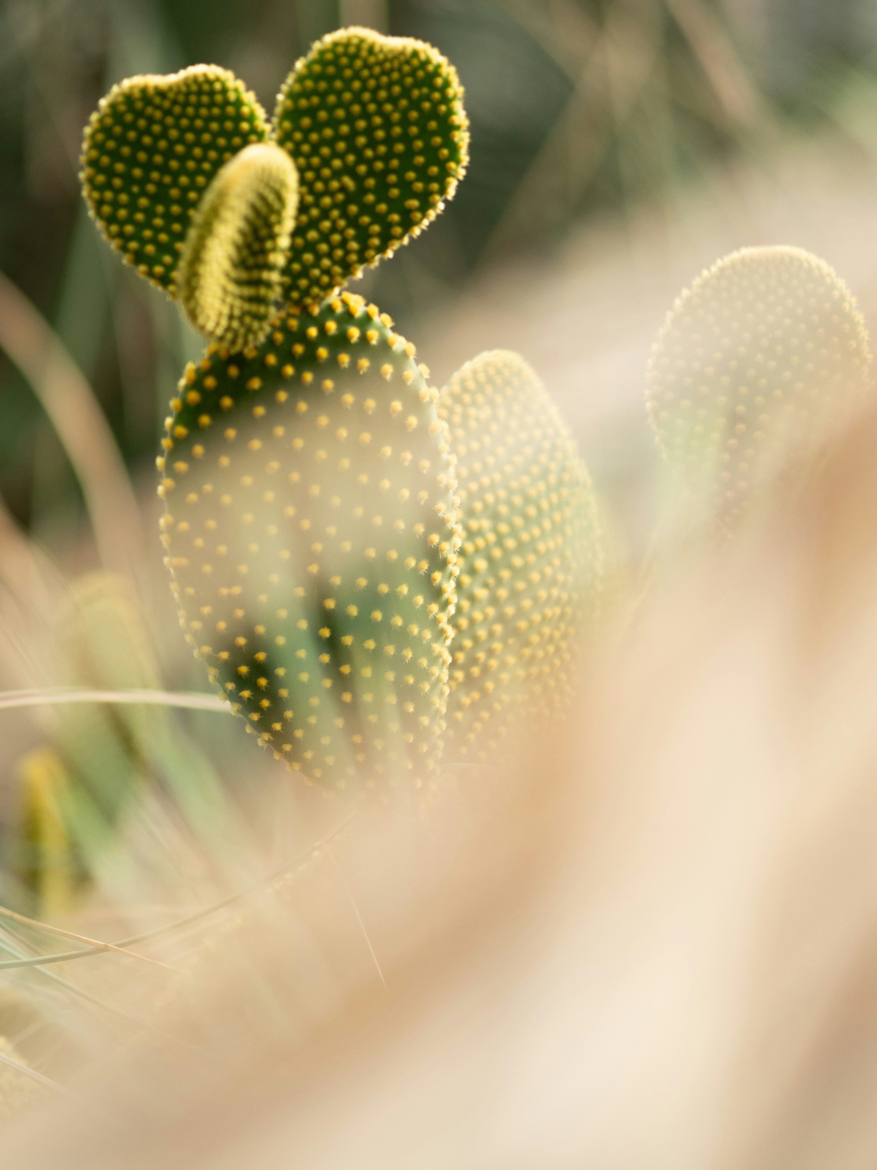 Morning Light on Prickly Pear: Dots of Gold in Soft Focus