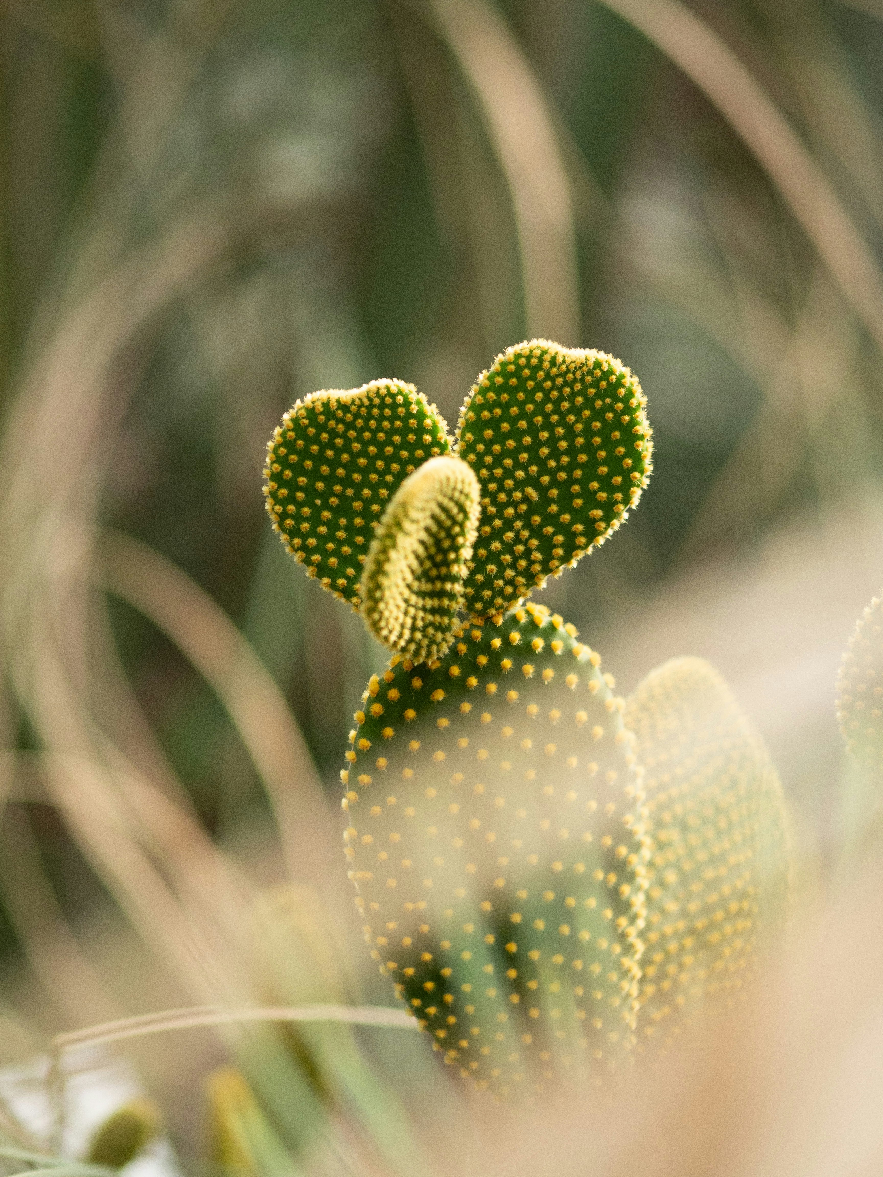 Cactus with heart-shaped pads stands out amidst soft, blurred foliage. The unique formation draws attention to its distinctiveness.