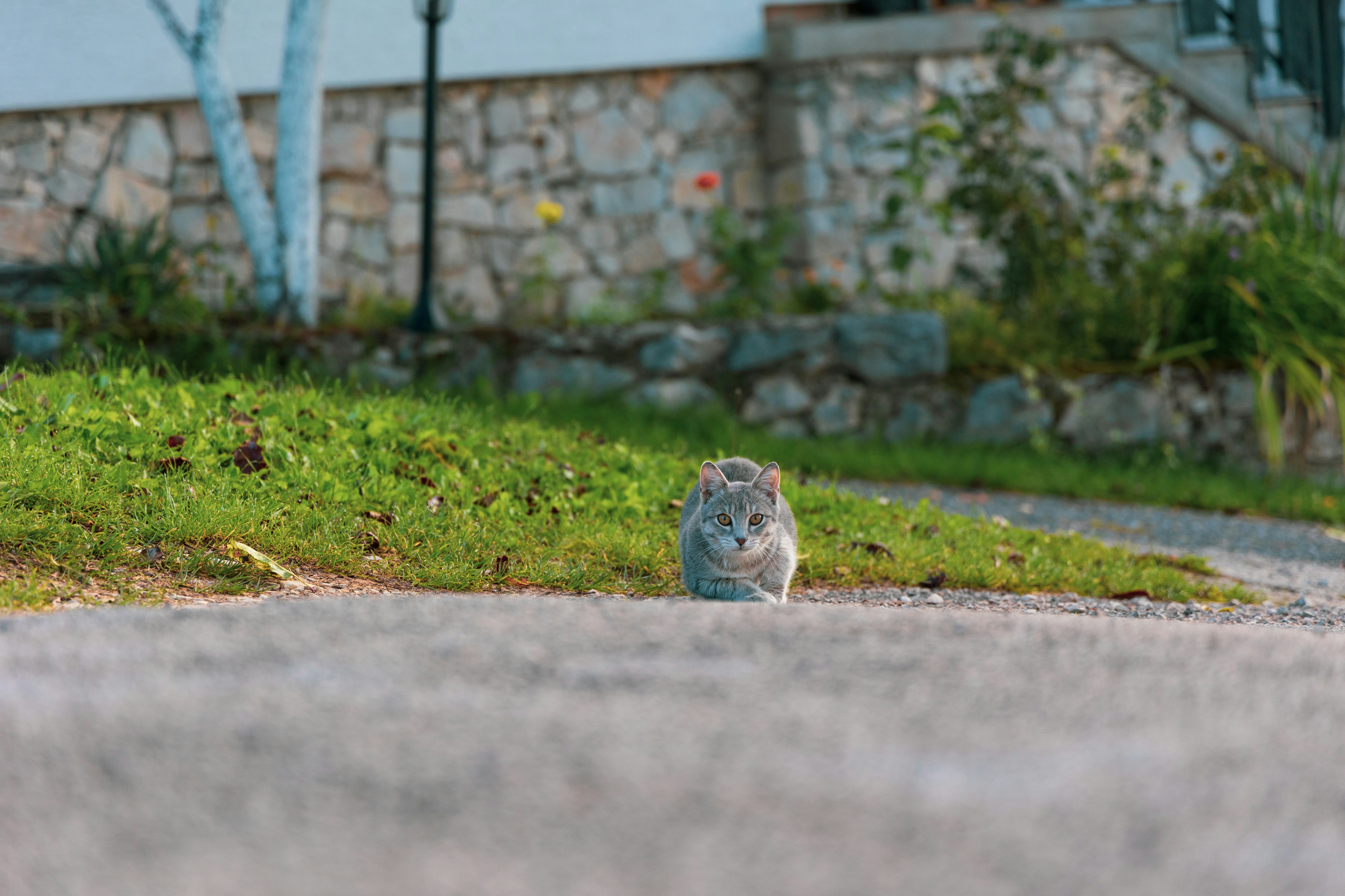 Curious Stare from the Garden Path