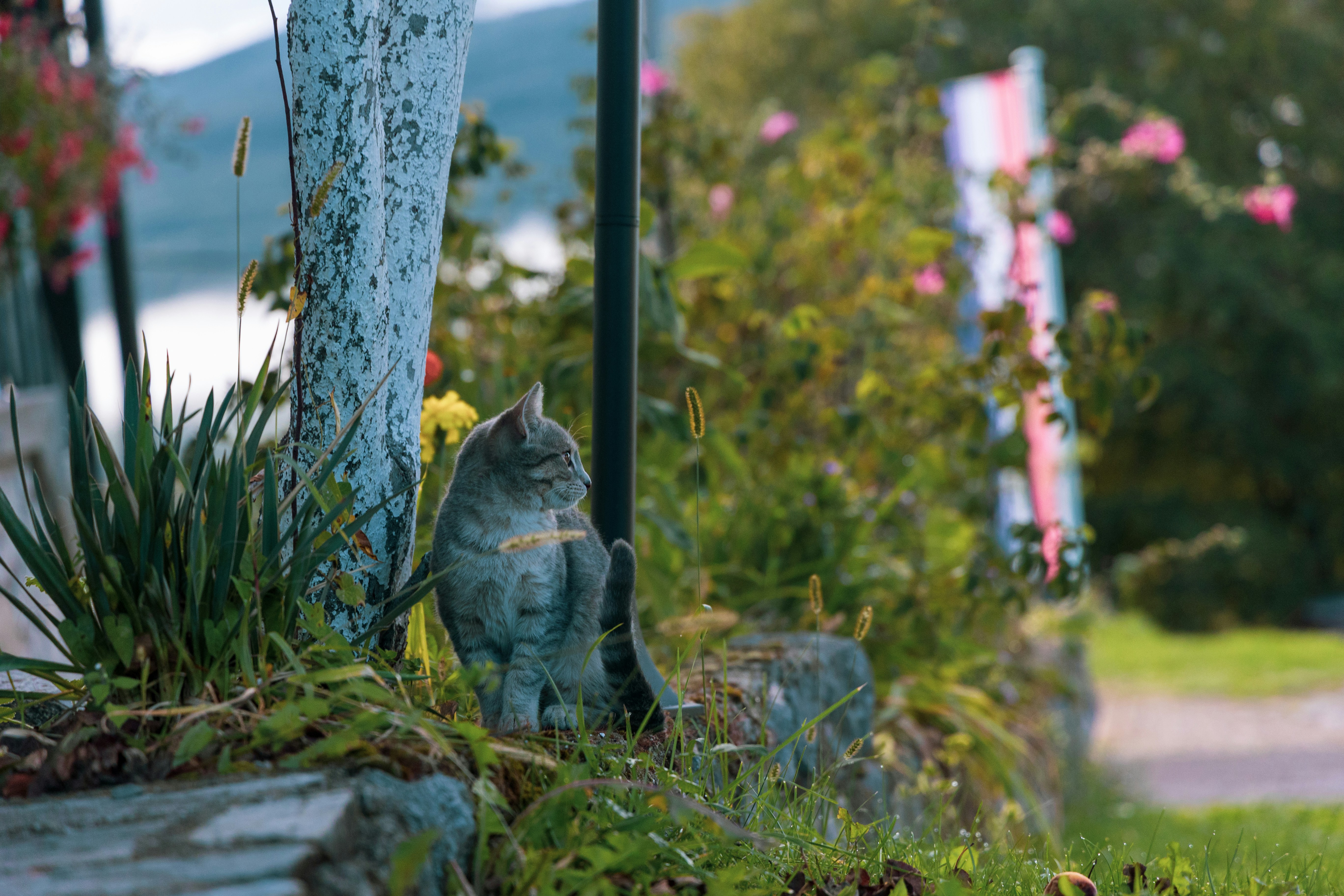 Serene Feline in the Garden Shade