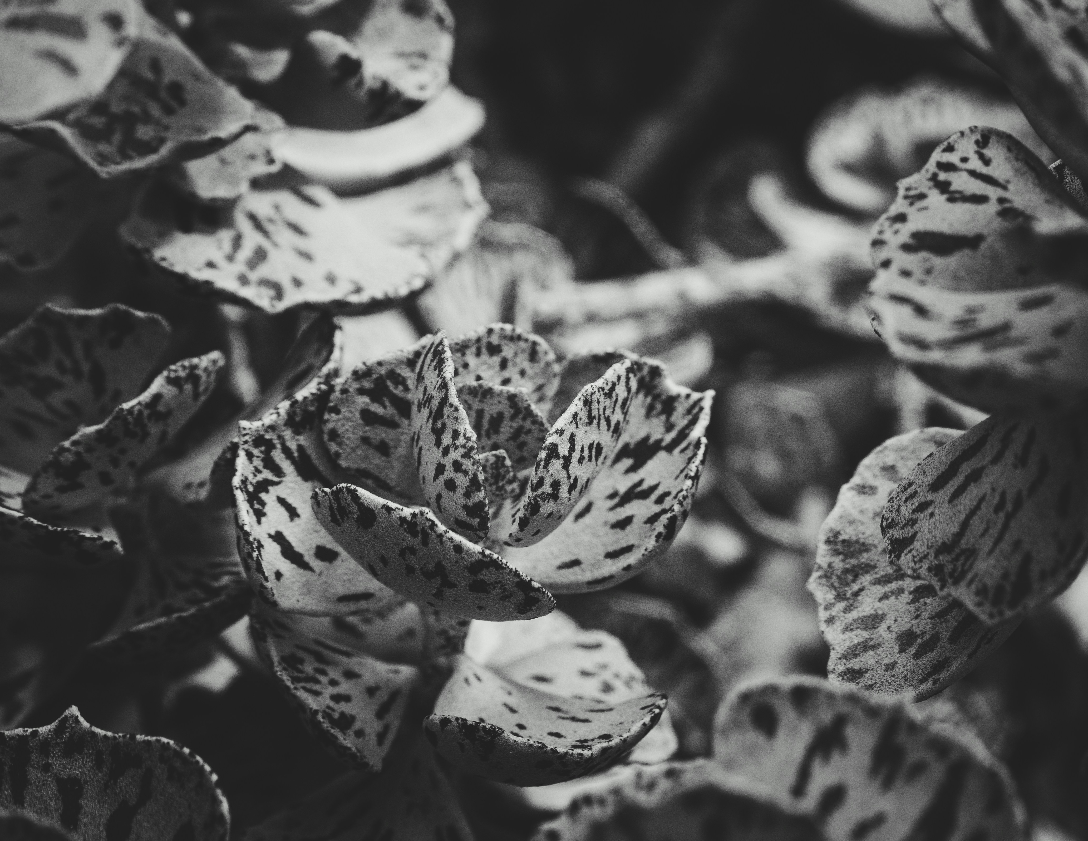 Speckled Edges: A Monochrome Close-Up of Variegated Leaves