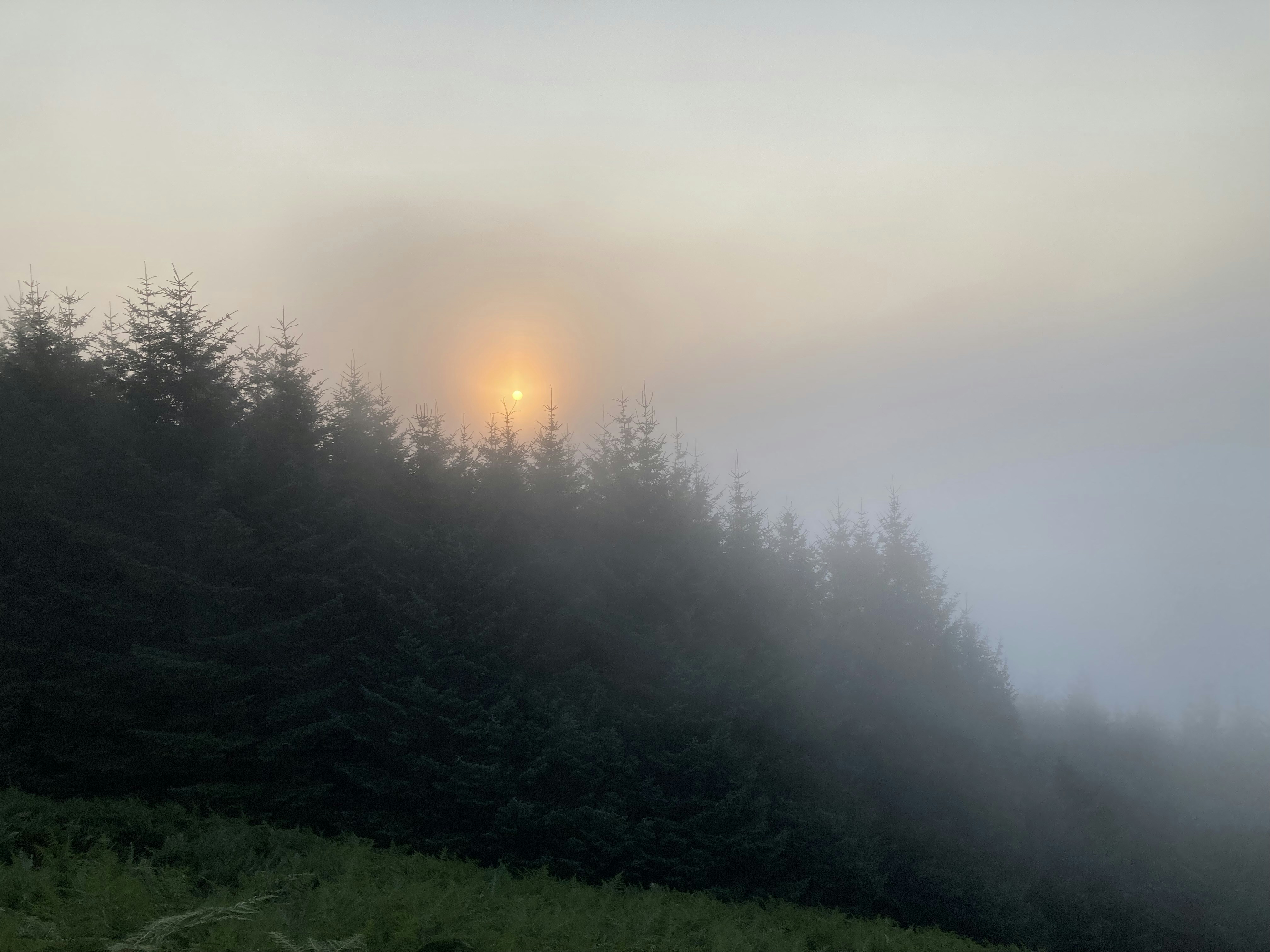 a foggy forest with the sun shining through the trees
