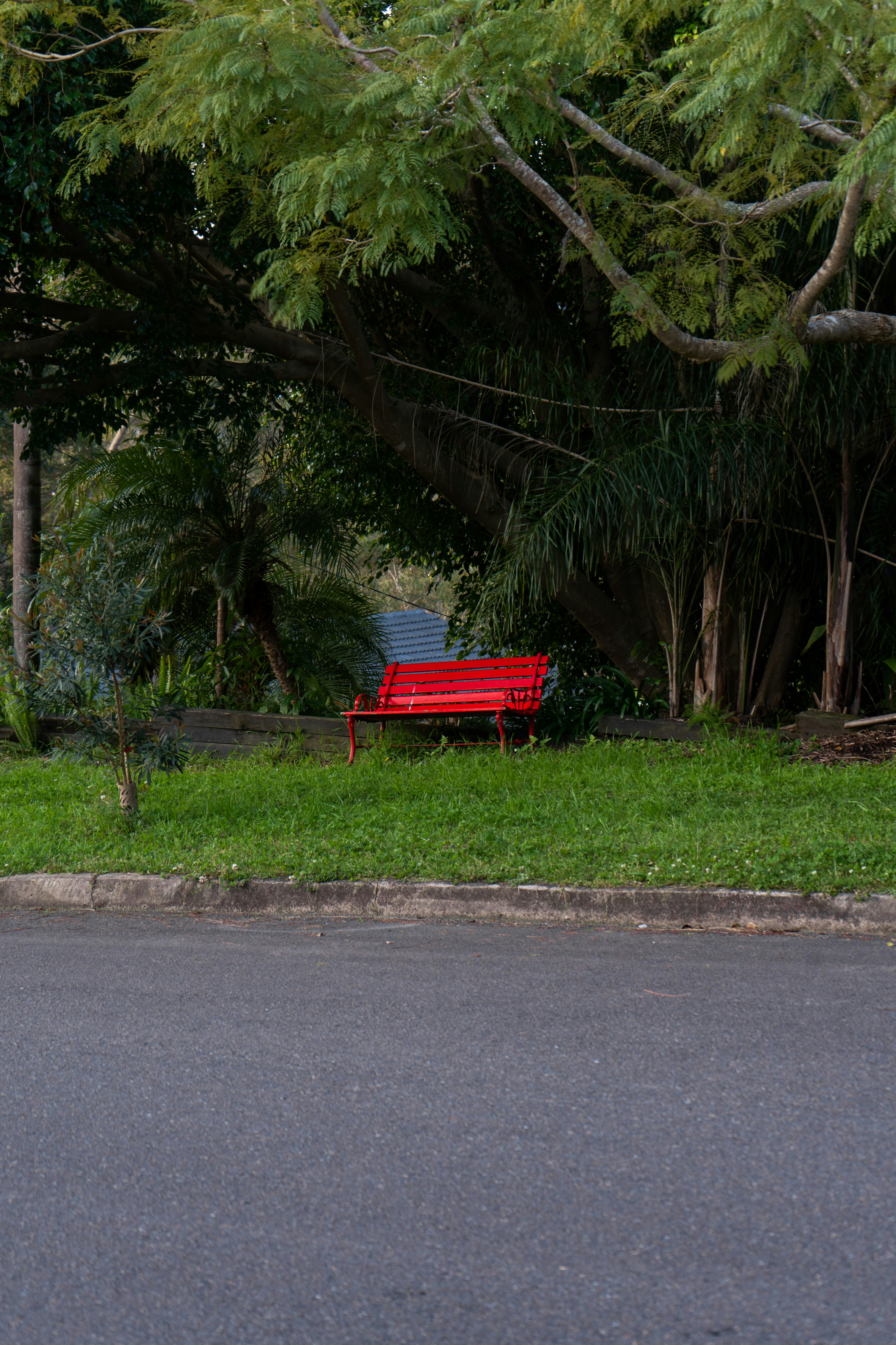 Scarlet Bench Beneath a Canopy: Quiet Park by the Road
