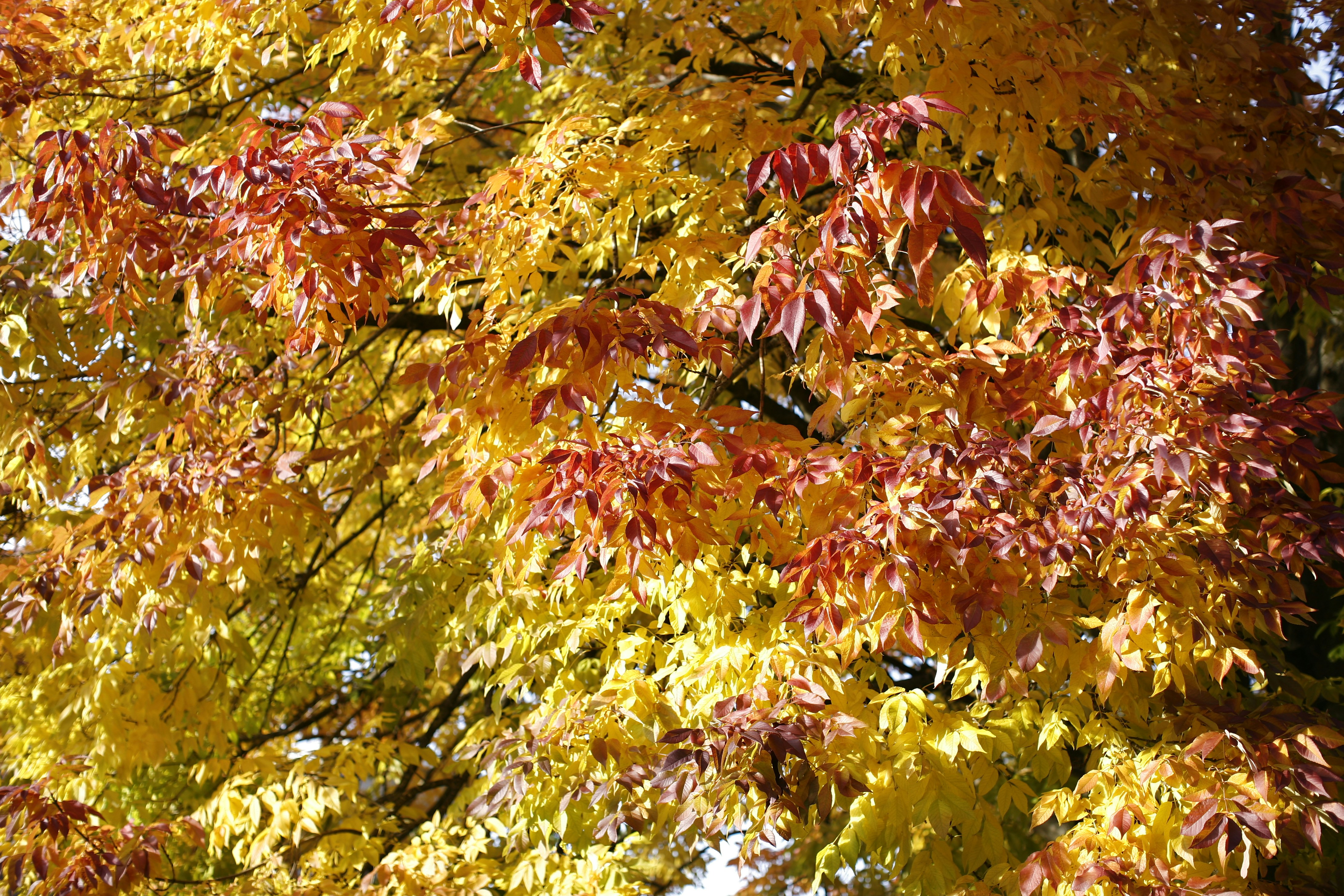 Vibrant leaves in shades of red, orange, and yellow create a stunning autumn canopy. The interplay of light enhances the seasonal beauty.