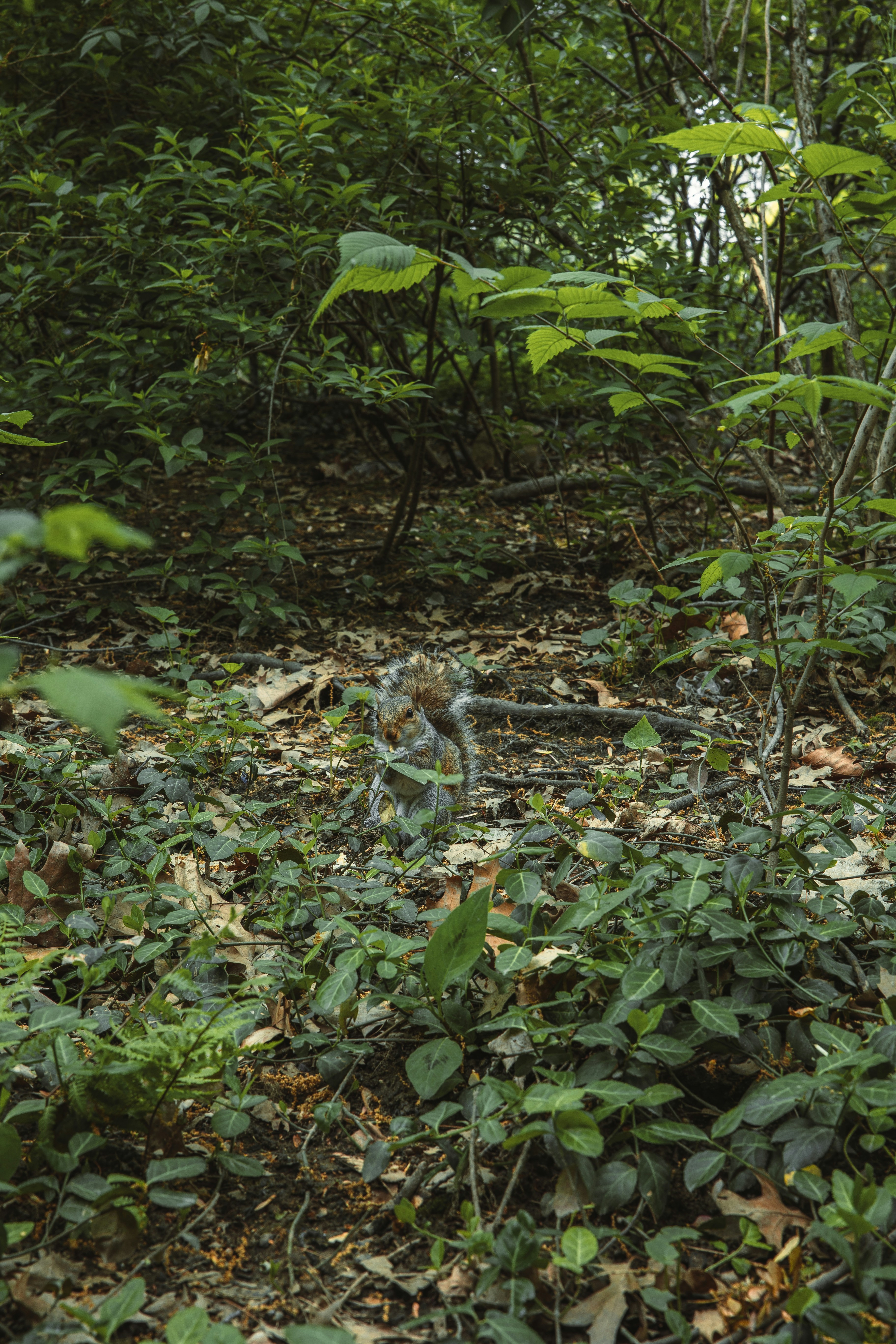 Understory Pause: A Tiny Squirrel Amid Leaf-Litter