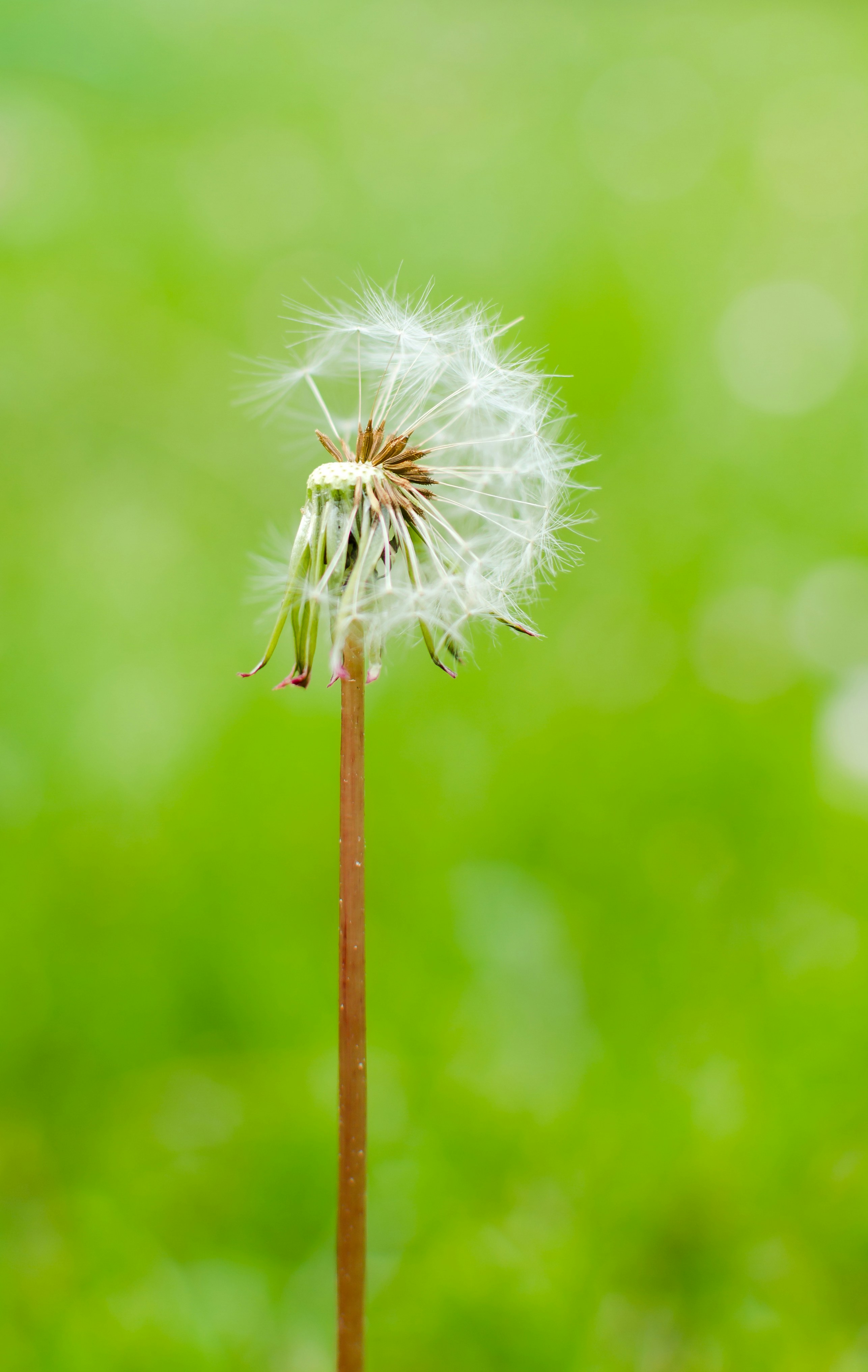 A dandelion on a stick photo – Free Peace Image on Unsplash