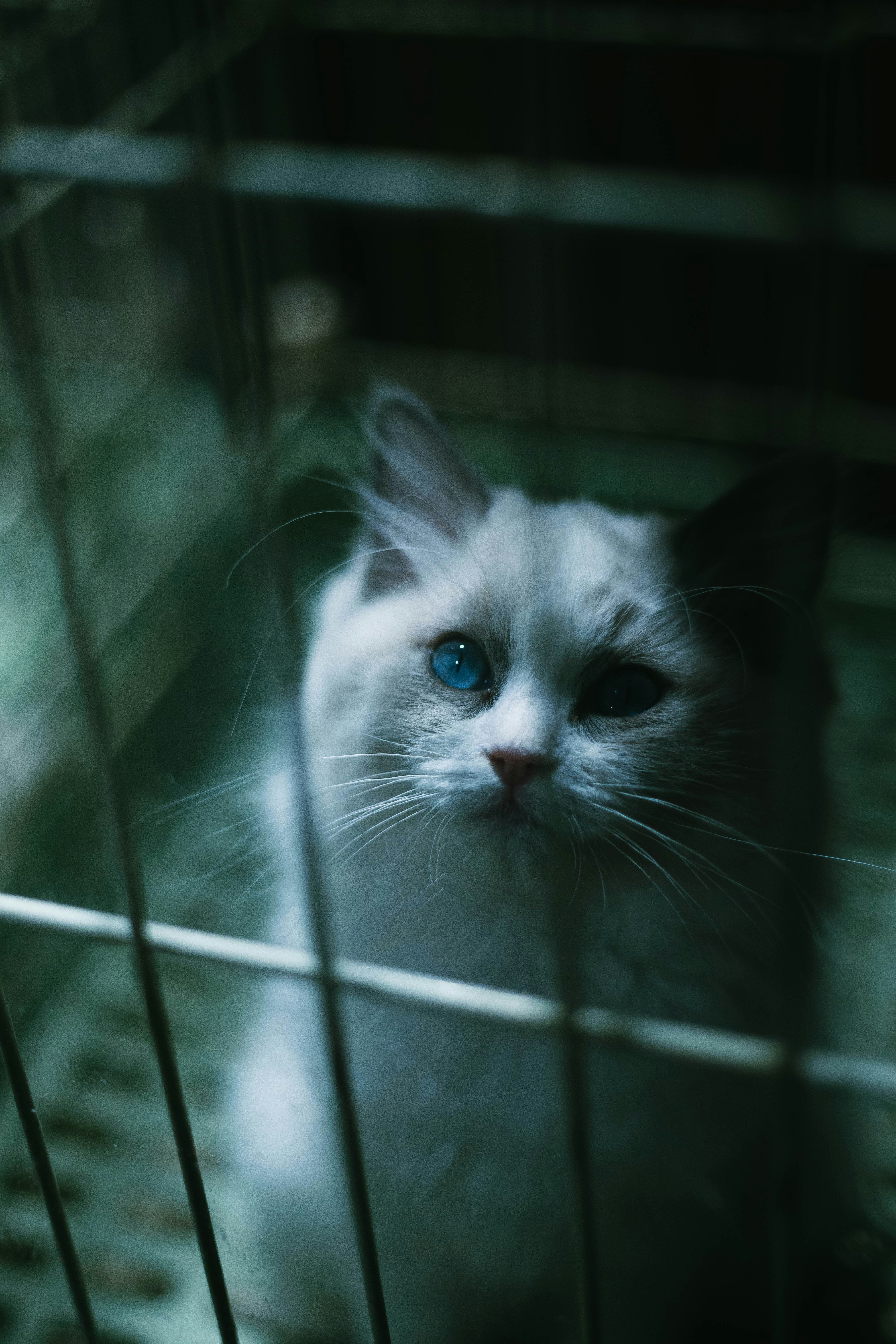 A cat in a cage photo – Free Animal Image on Unsplash