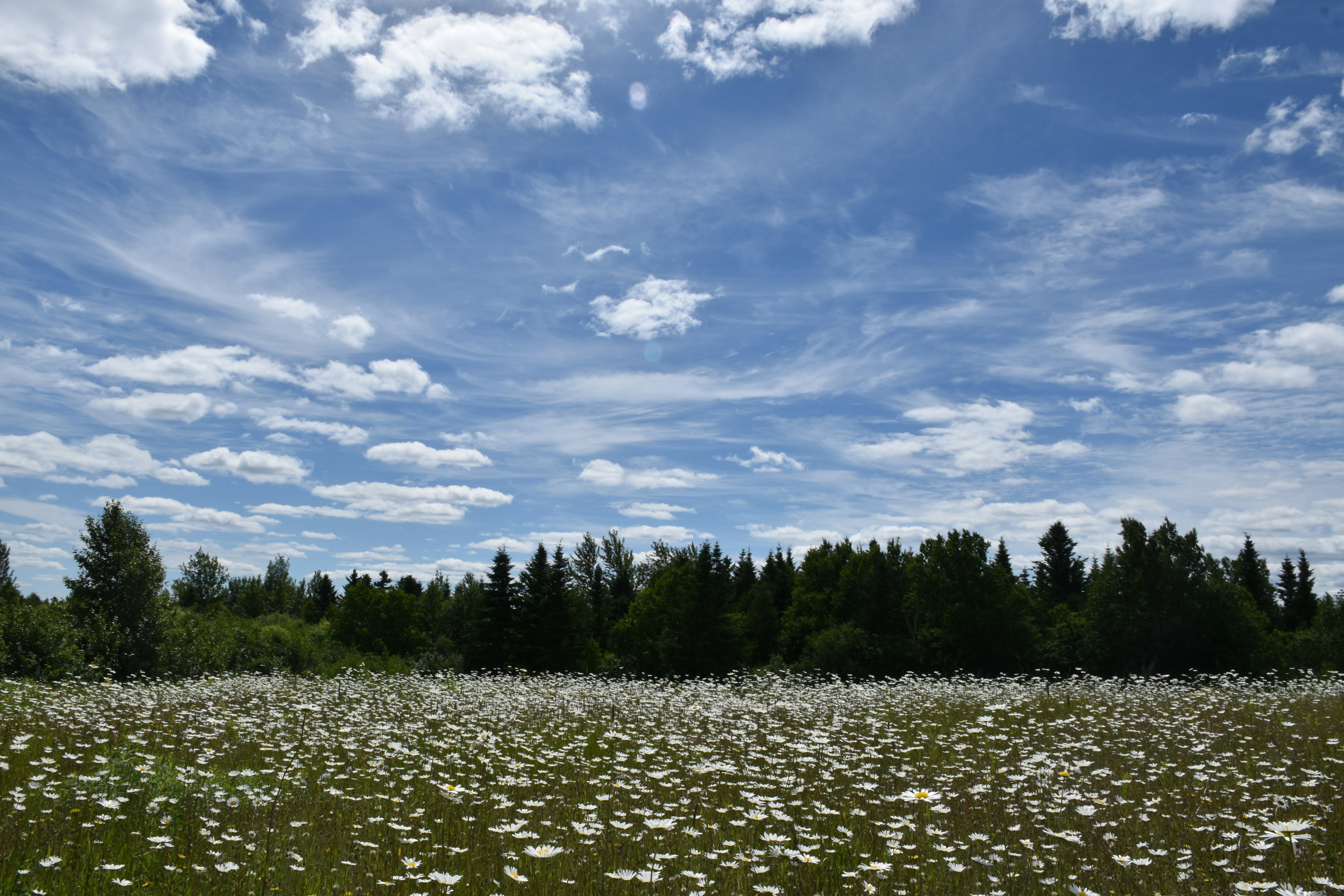 Daisies at the Field's Edge: A Quiet Blue-Sky Moment