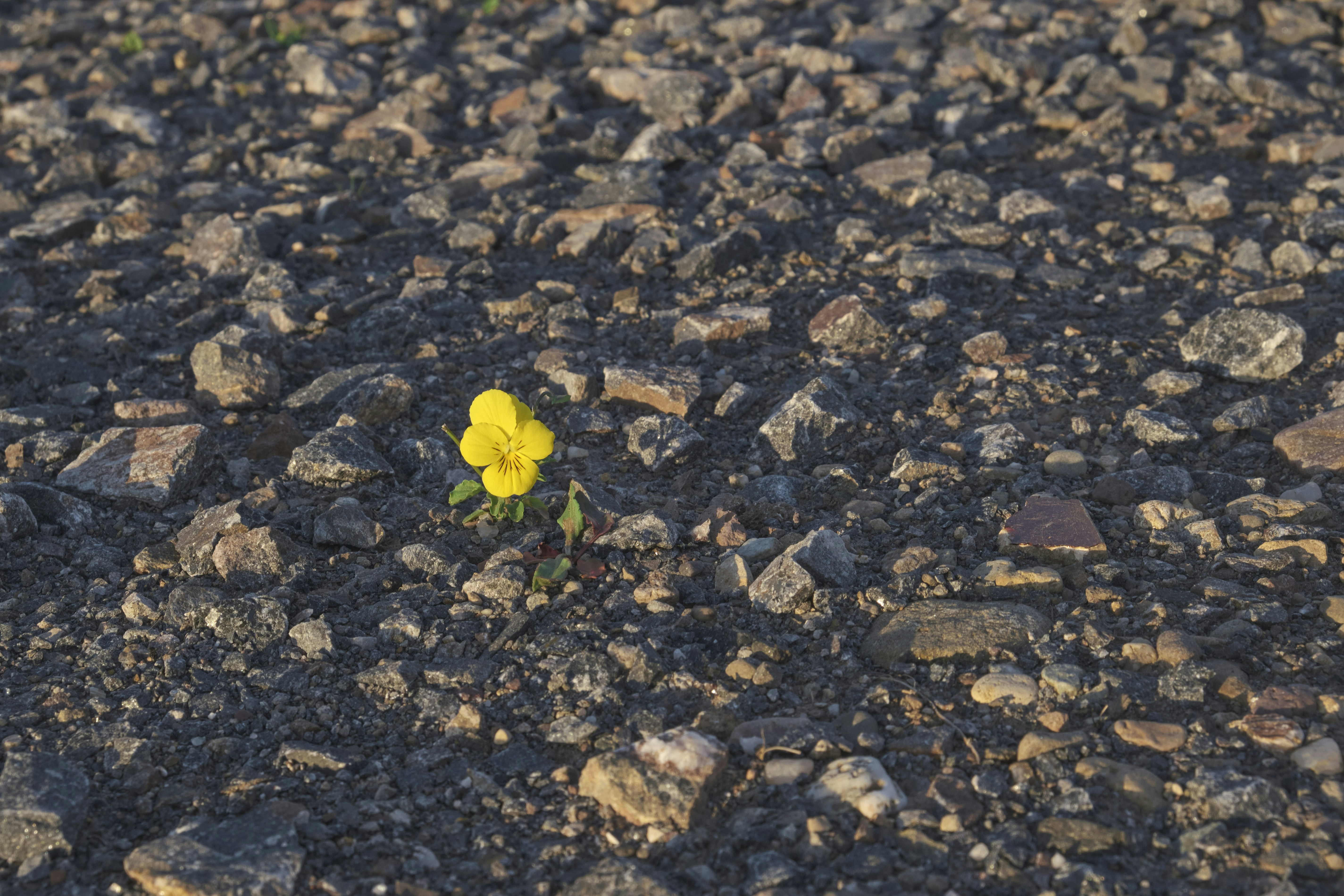 Lone Yellow Bloom Defying Gravel: A Moment of Quiet Resilience
