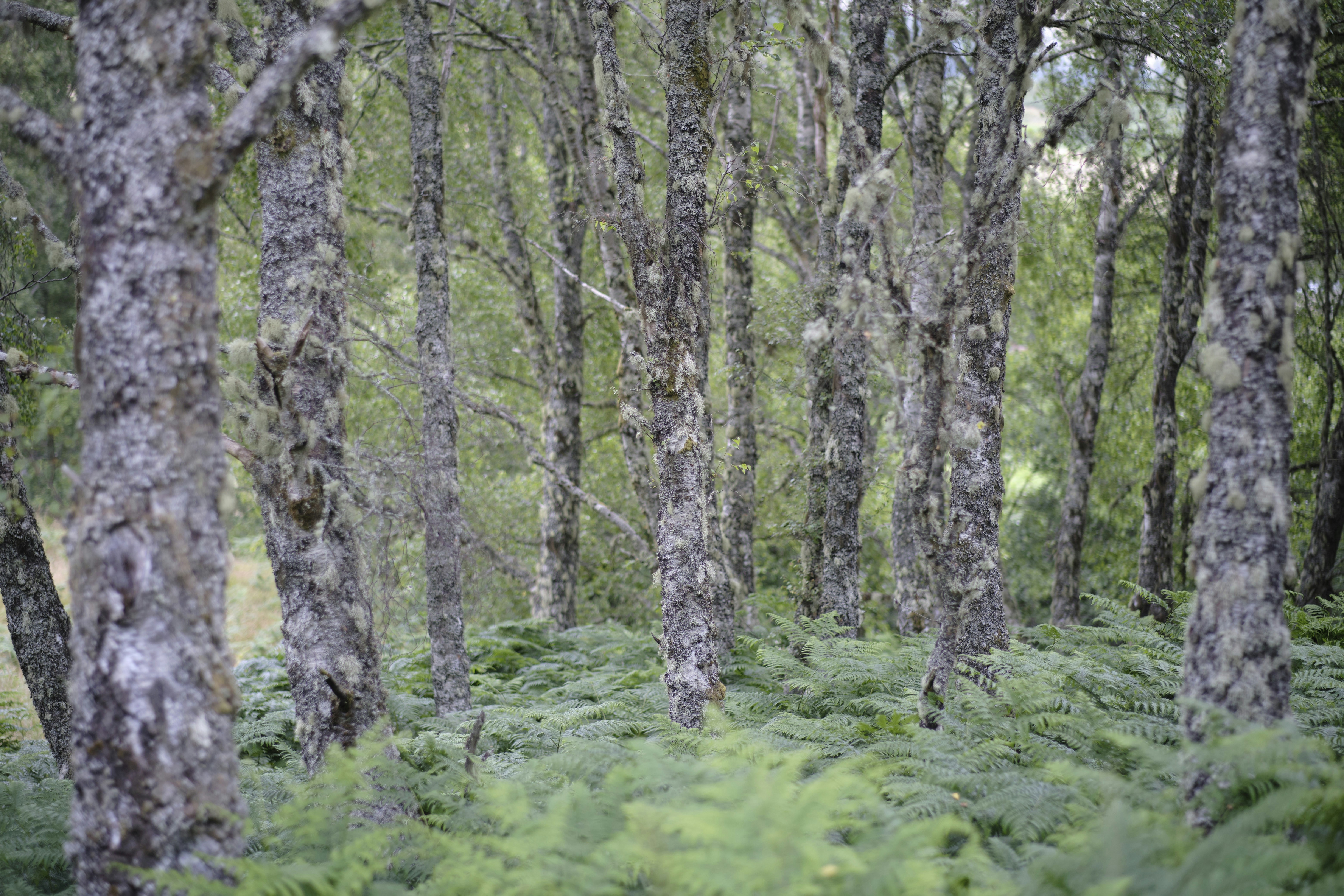 A serene forest scene featuring tall, textured trees surrounded by lush ferns, evoking a sense of tranquility and connection to nature.