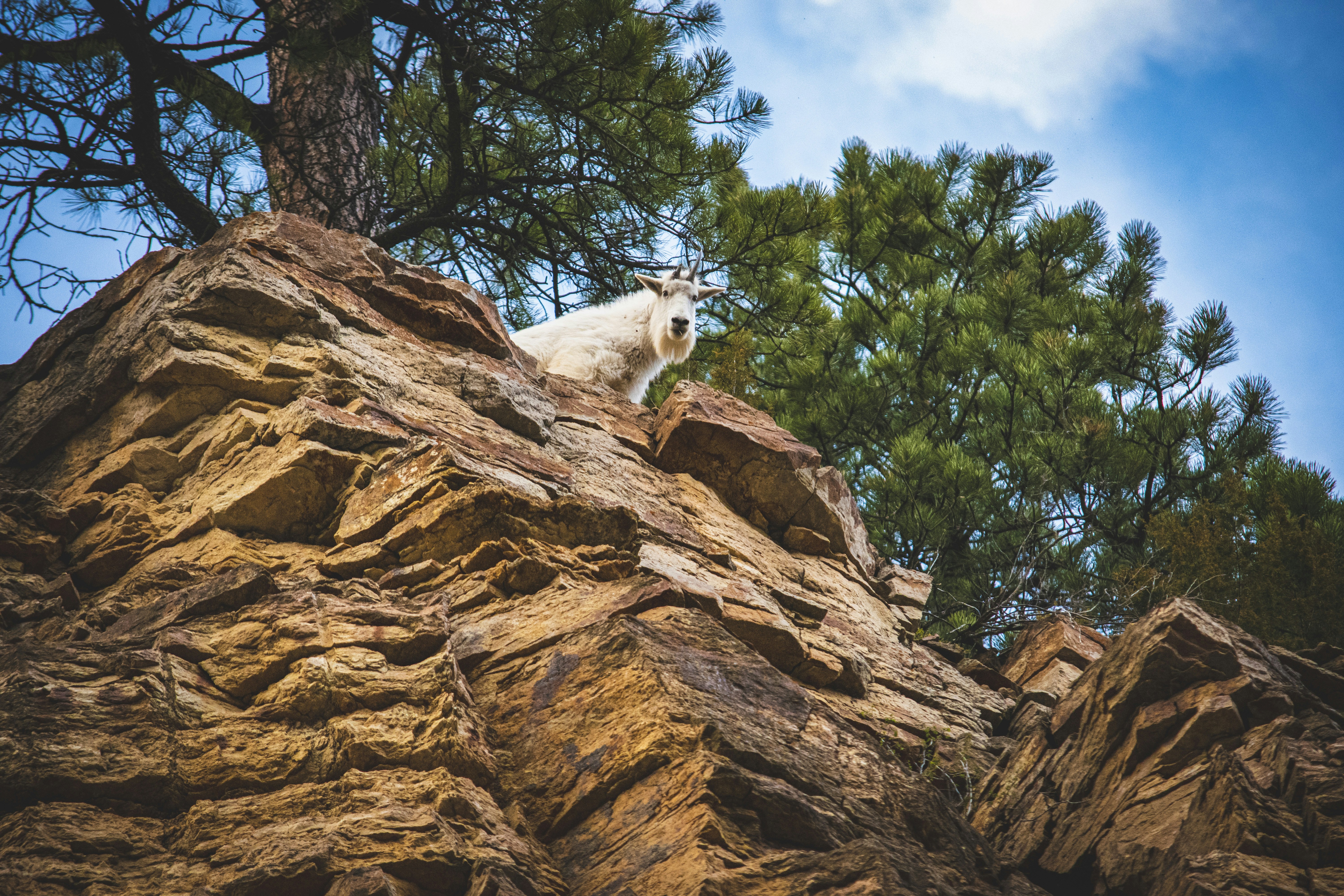 White Goat Perched on a Sunlit Rock Crest Framed by Pines