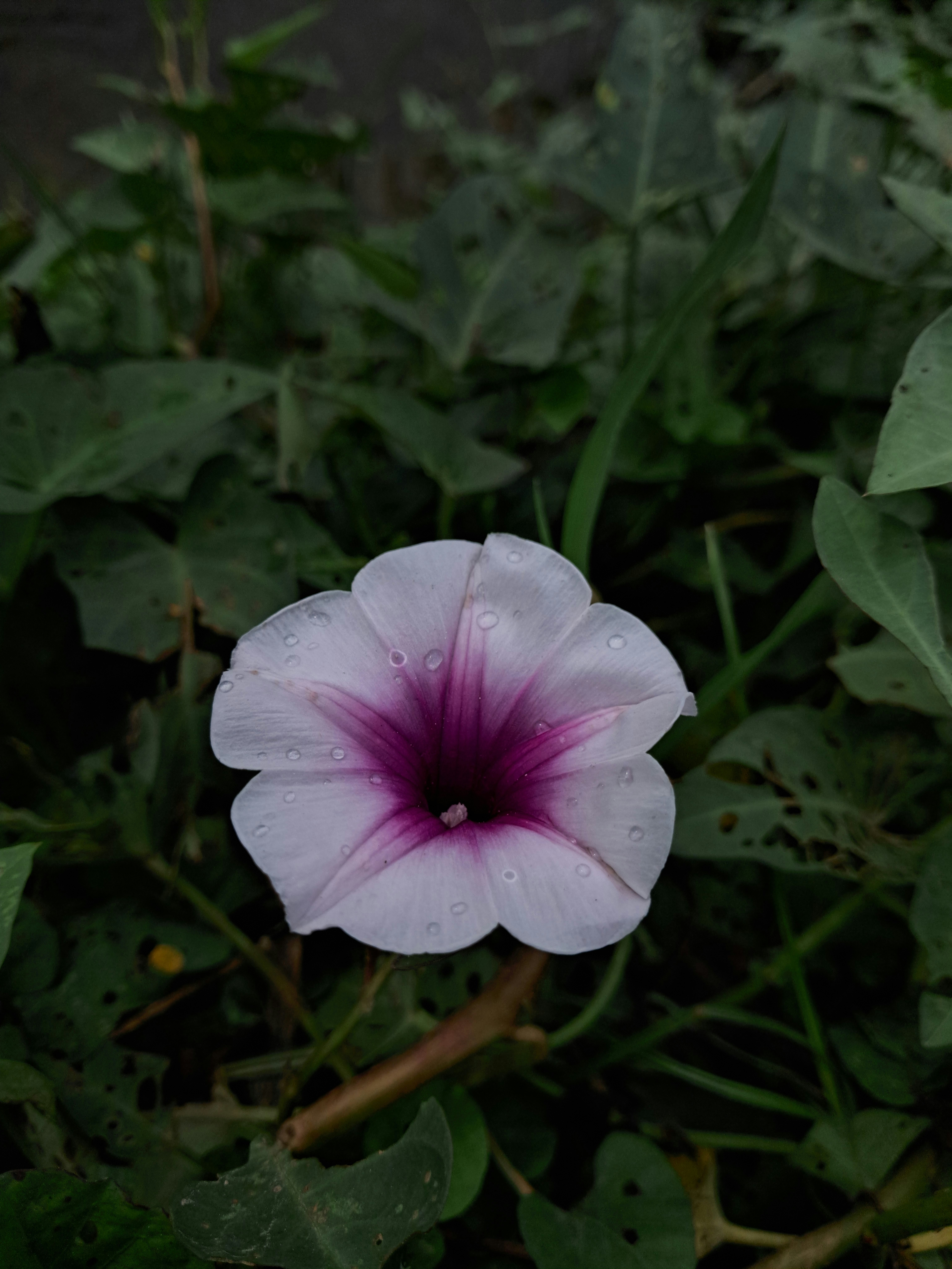 A solitary flower with soft white petals and a vibrant purple center, adorned with raindrops, surrounded by lush green foliage.