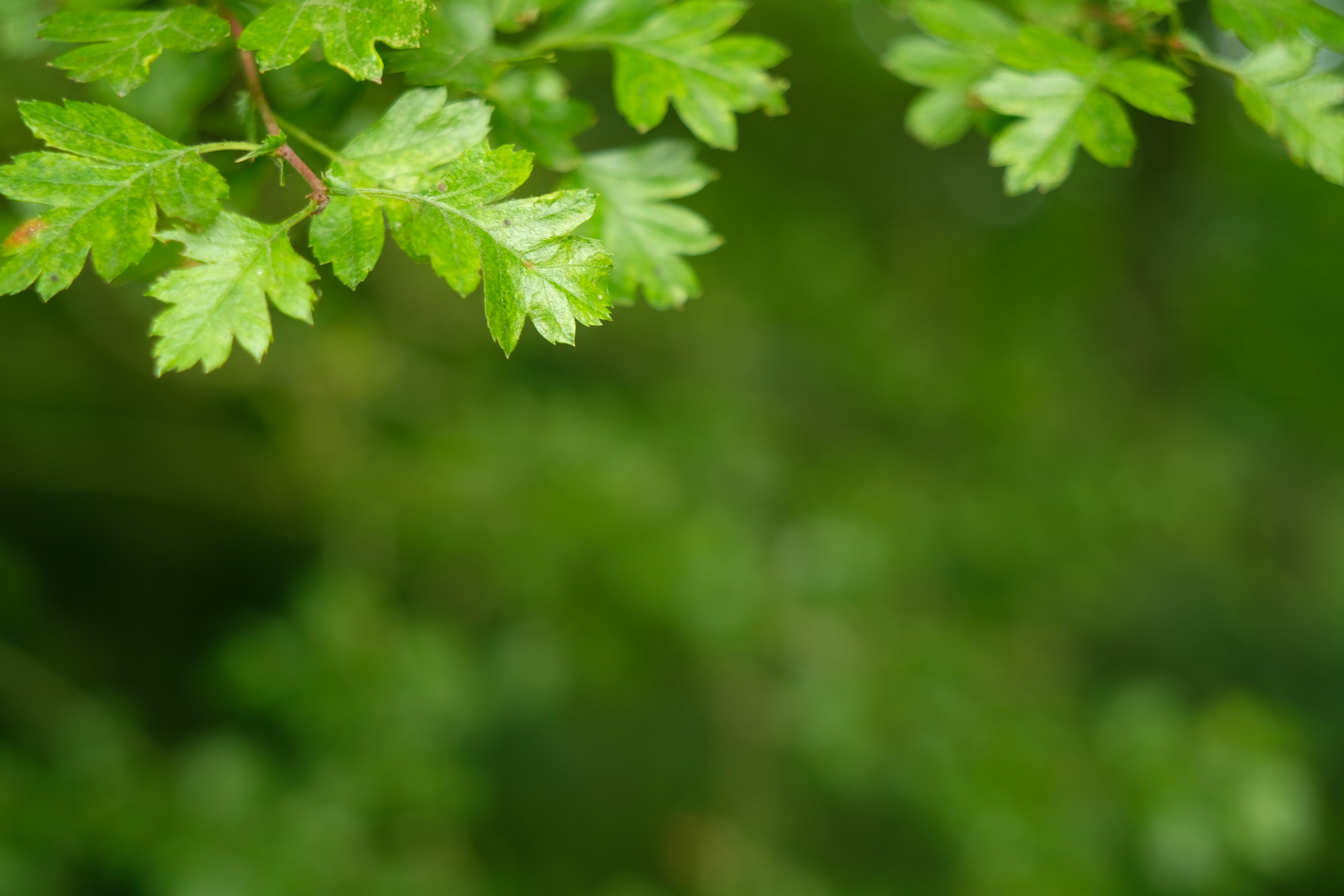 Green leaves in sharp focus against a soft, blurred background of lush foliage.