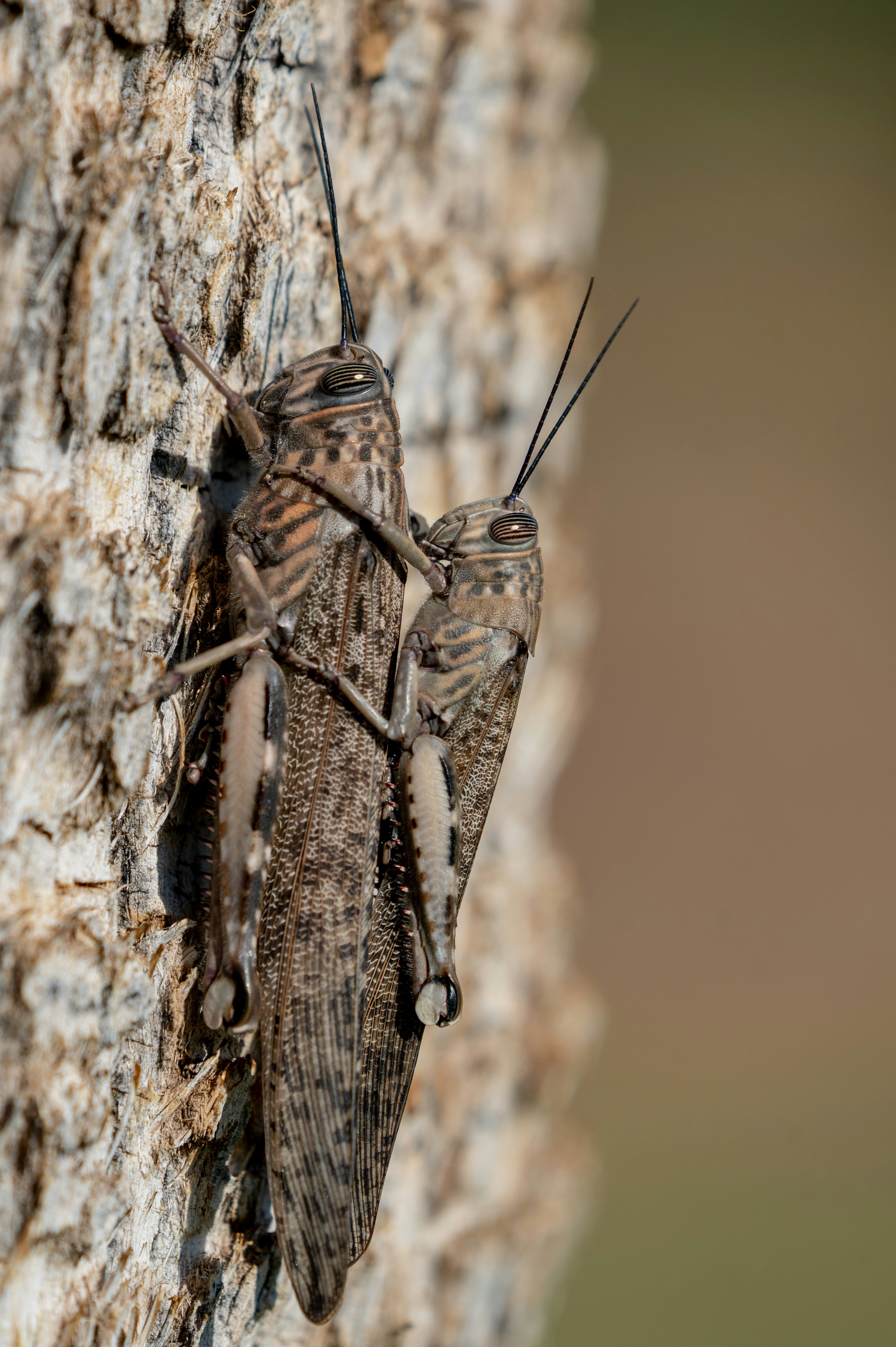 Bark-Bound Camouflage: A Duo of Moths on Weathered Wood
