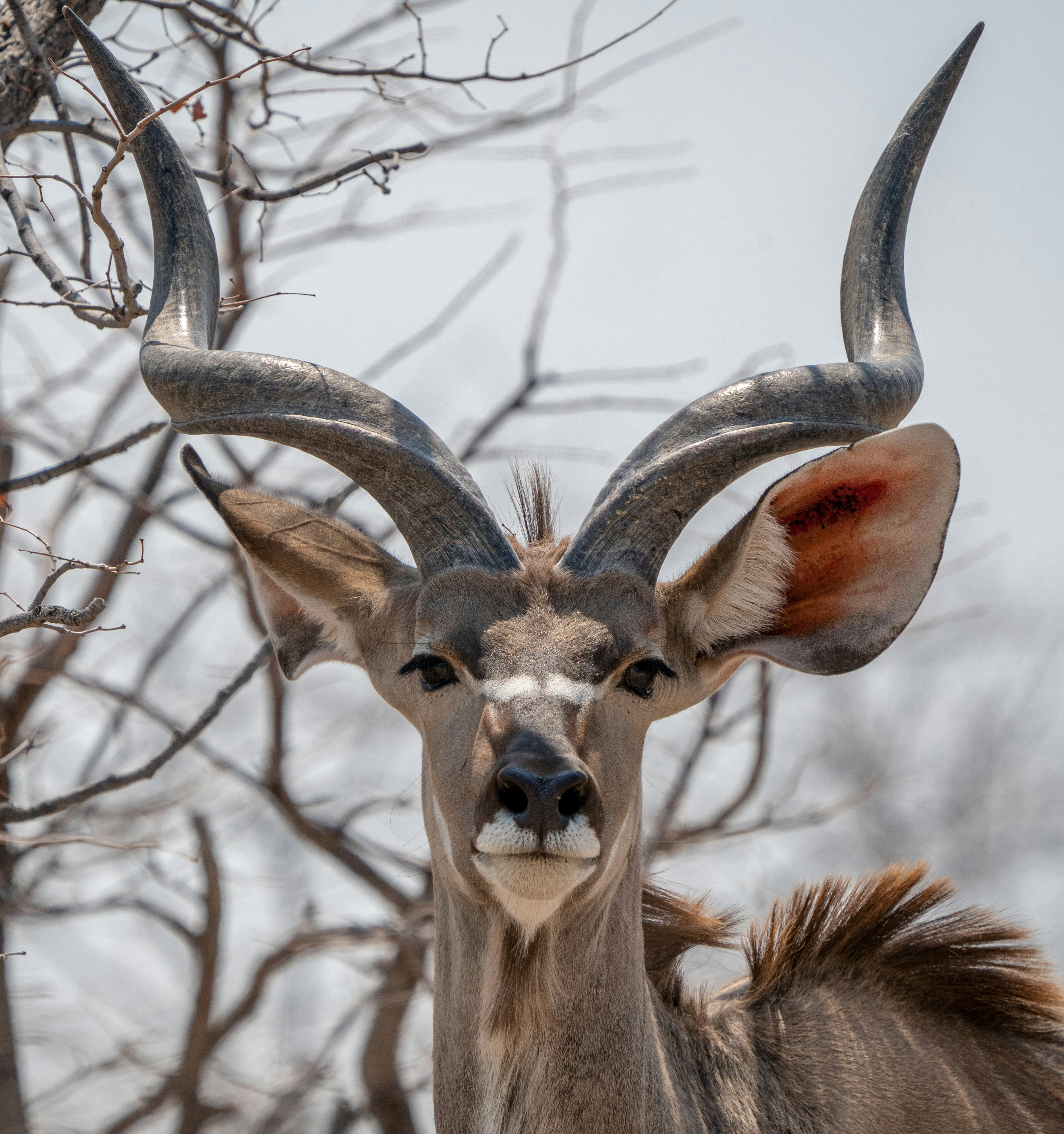 A deer with antlers photo – Free Mammal Image on Unsplash