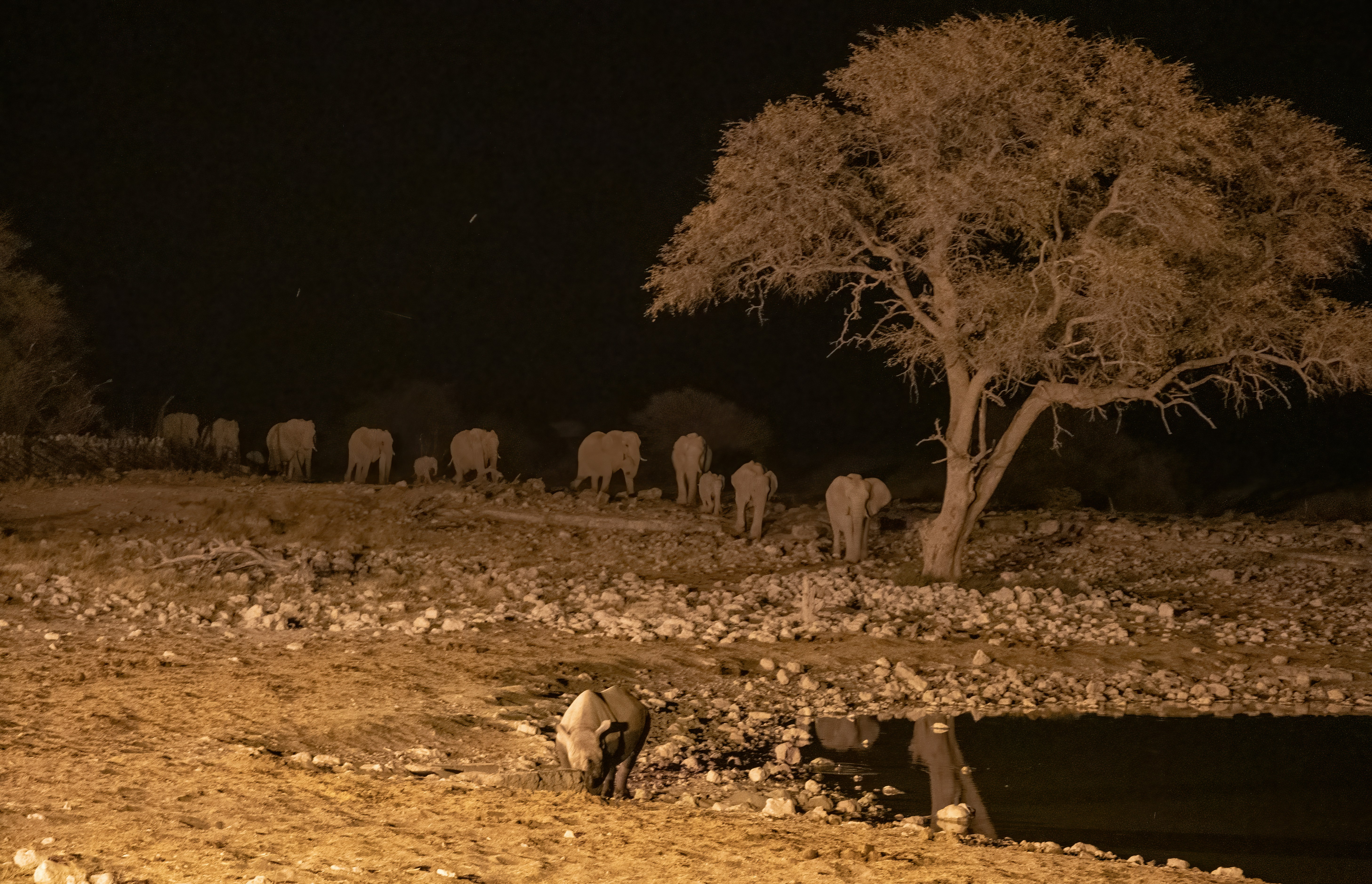 Moonlit Herd: A Quiet Night by the Verve of a Lone Tree