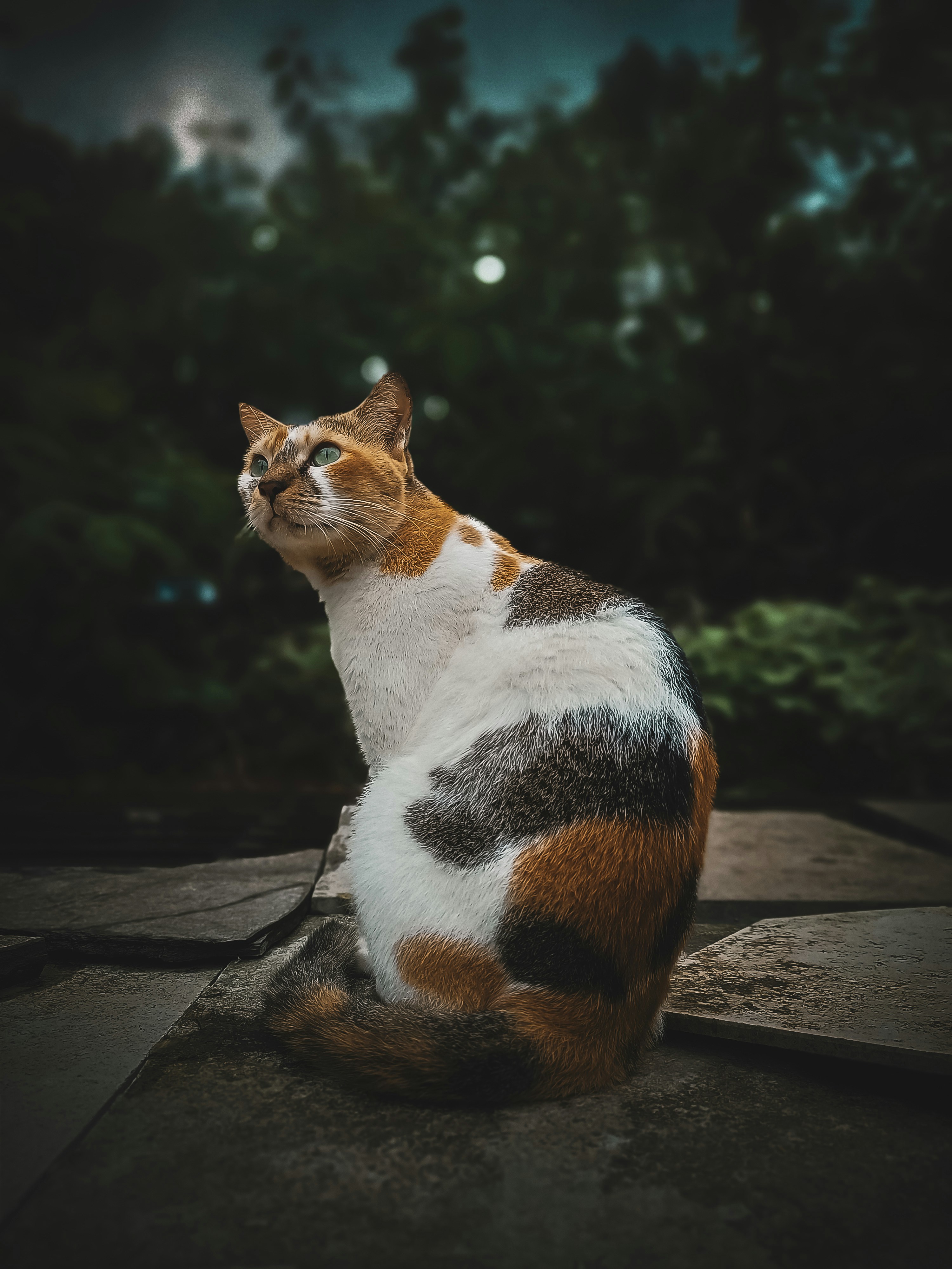 Calico cat sits on a weathered concrete ledge at dusk. The background is softly blurred greenery, putting the focus squarely on the animal.